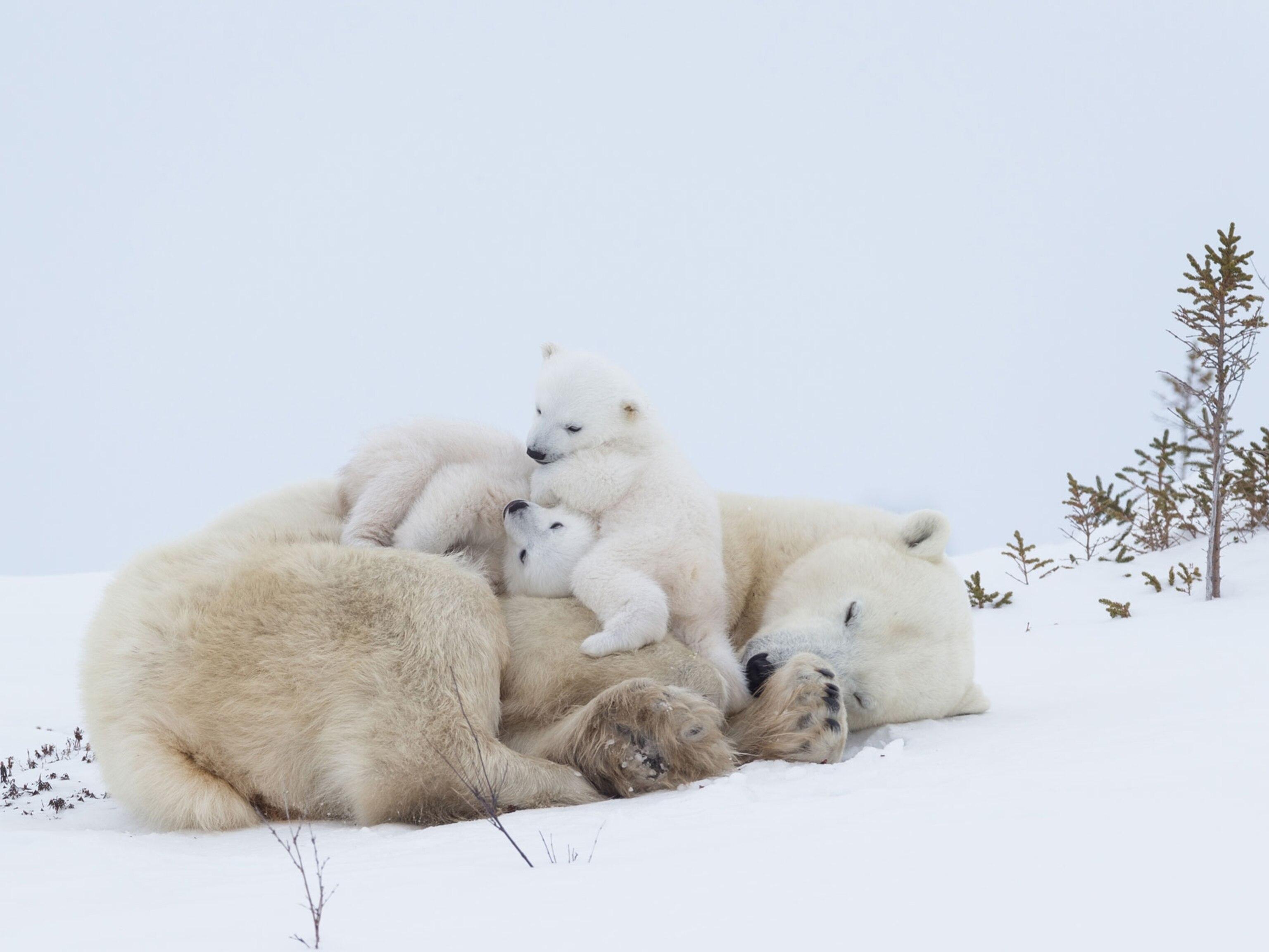 Three Bears Wallpapers - Top Free Three Bears Backgrounds - WallpaperAccess