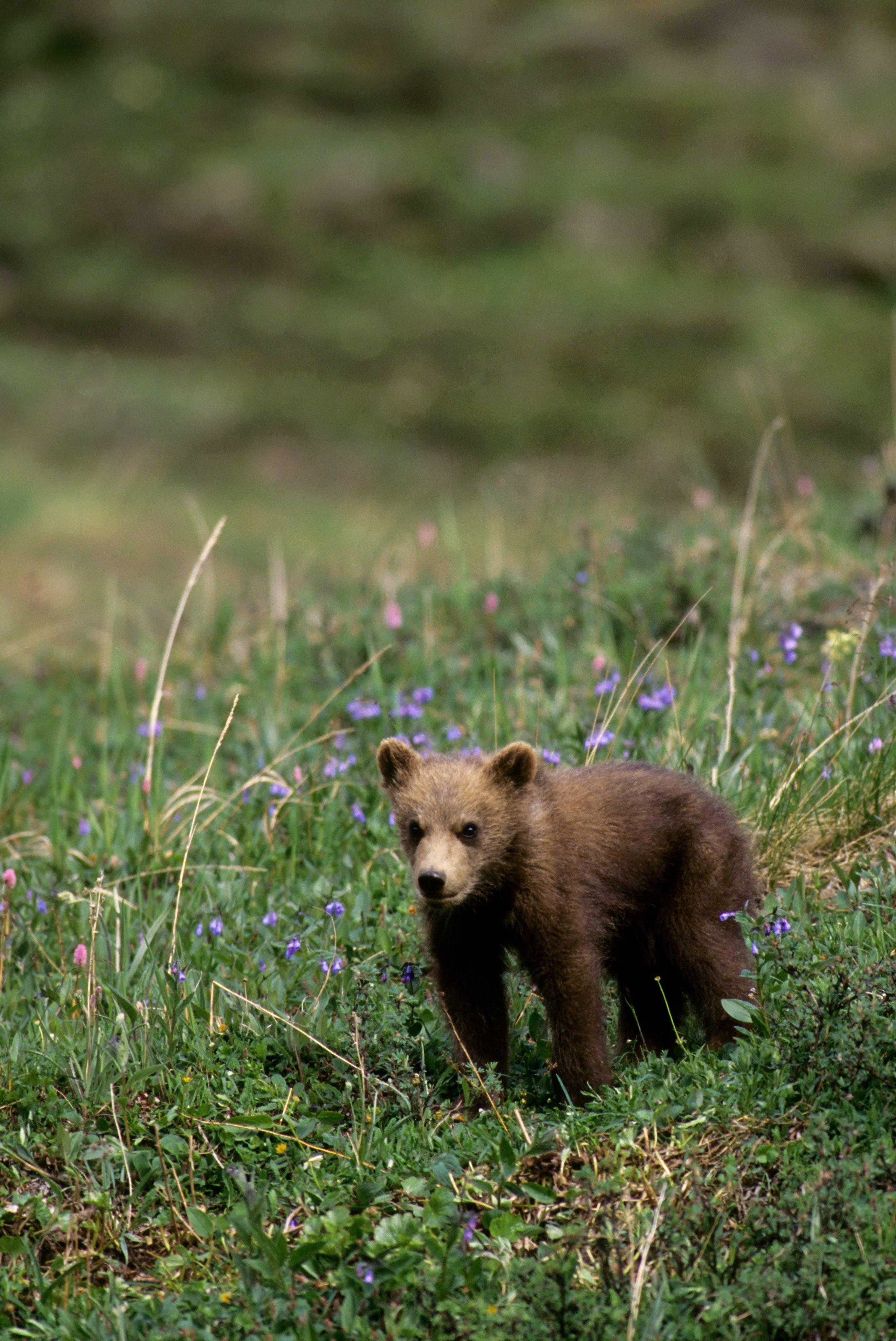 Three Bears Wallpapers - Top Free Three Bears Backgrounds - WallpaperAccess