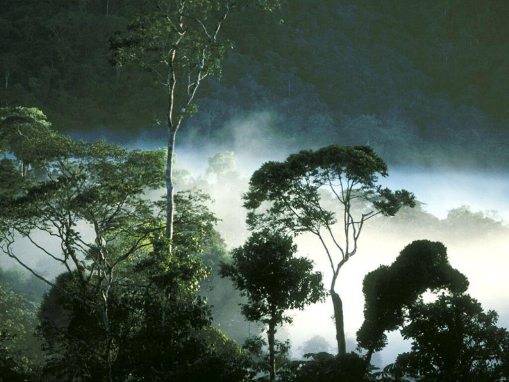 Kalimantan Wallpapers - Top Free Kalimantan Backgrounds - WallpaperAccess