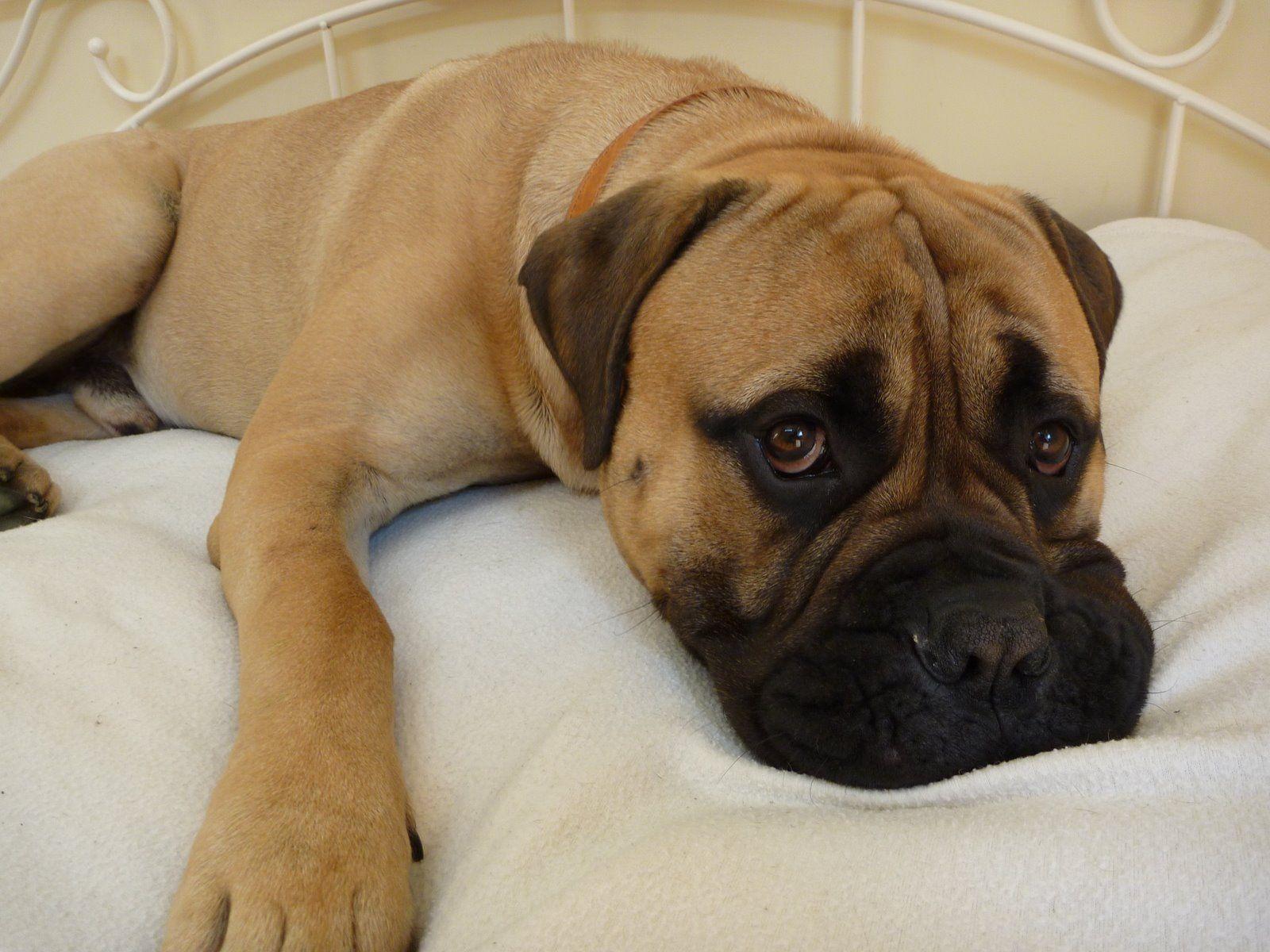 English Mastiff Wallpapers - Top Free English Mastiff Backgrounds ...