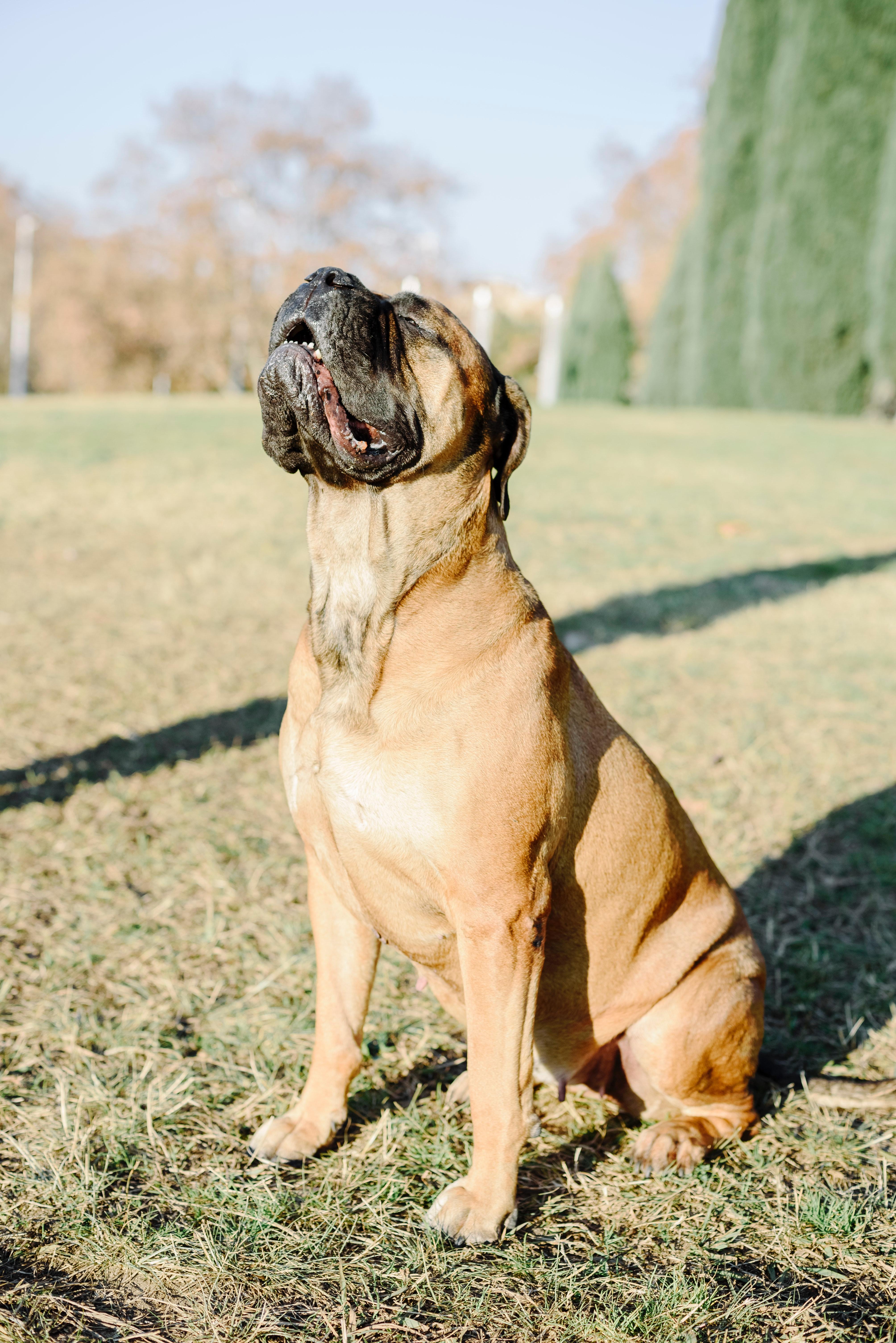 Bullmastiff Wallpapers - Top Free Bullmastiff Backgrounds - WallpaperAccess