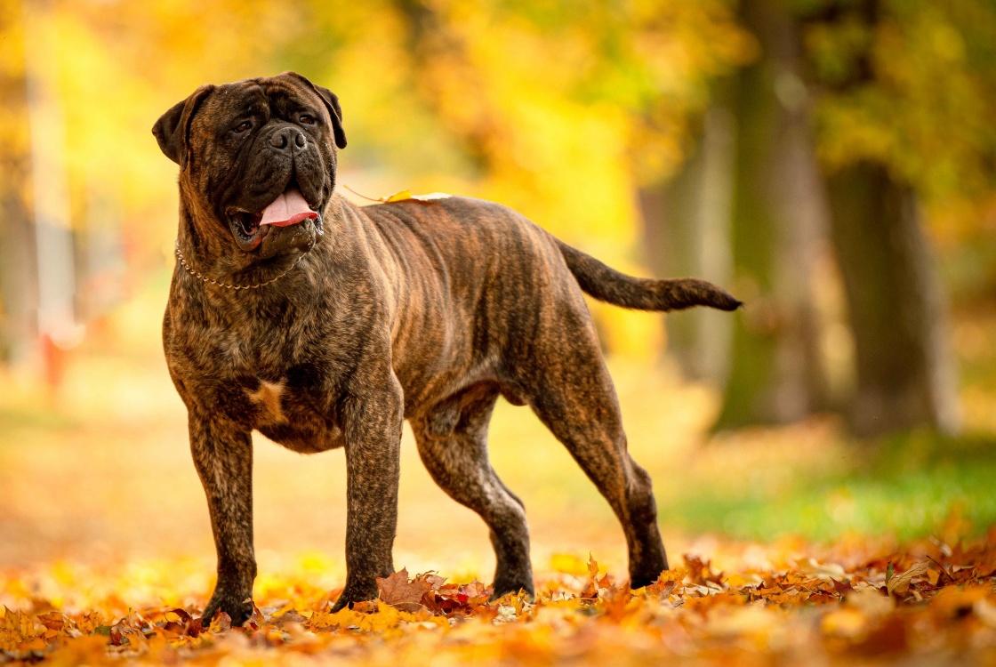 Bullmastiff Wallpapers - Top Free Bullmastiff Backgrounds - WallpaperAccess