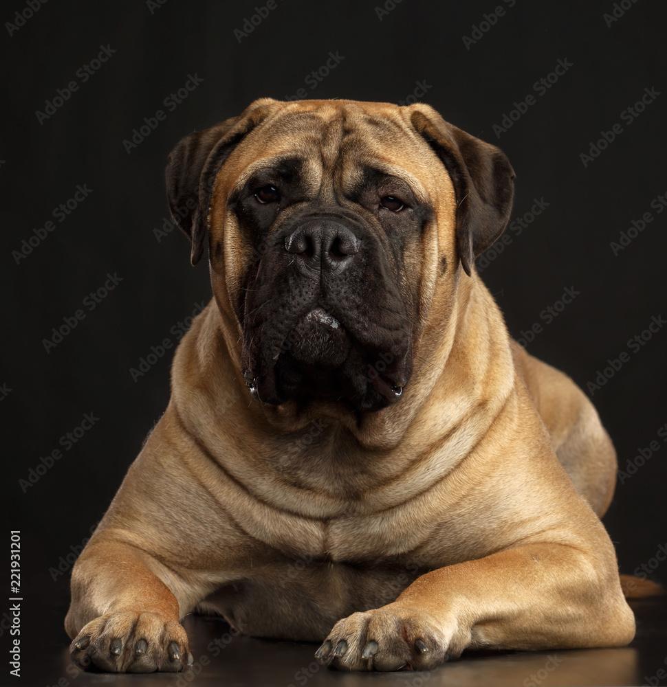 Bullmastiff Wallpapers - Top Free Bullmastiff Backgrounds - WallpaperAccess