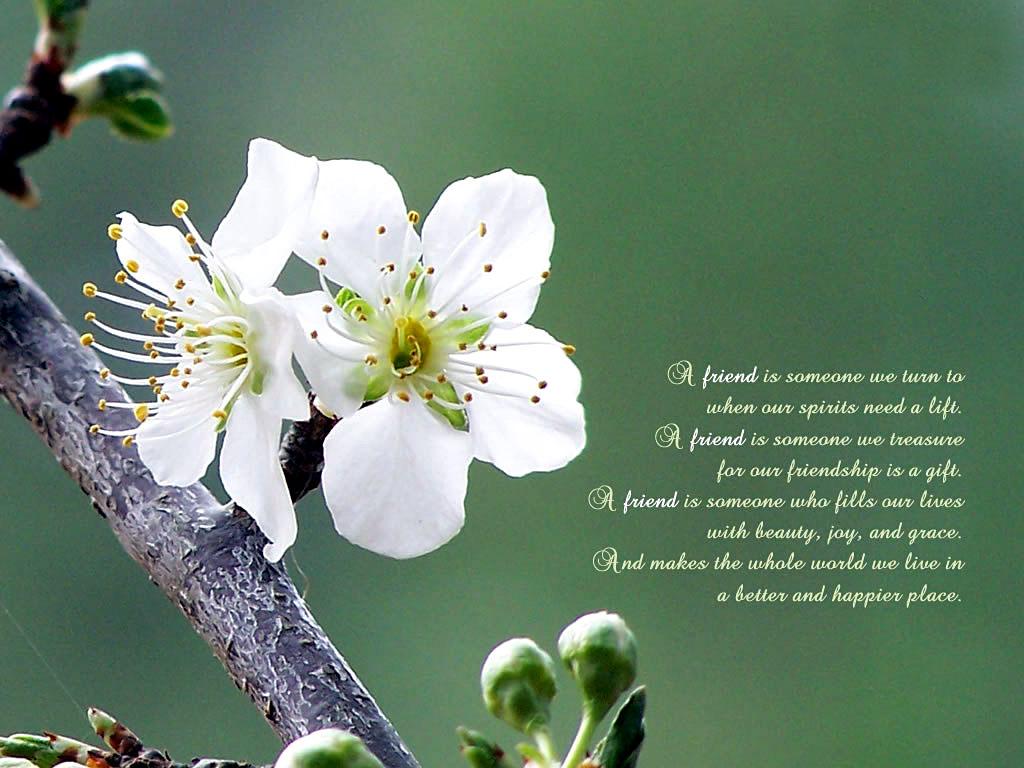Friendship Quotes Wallpapers - Top Free Friendship Quotes Backgrounds ...