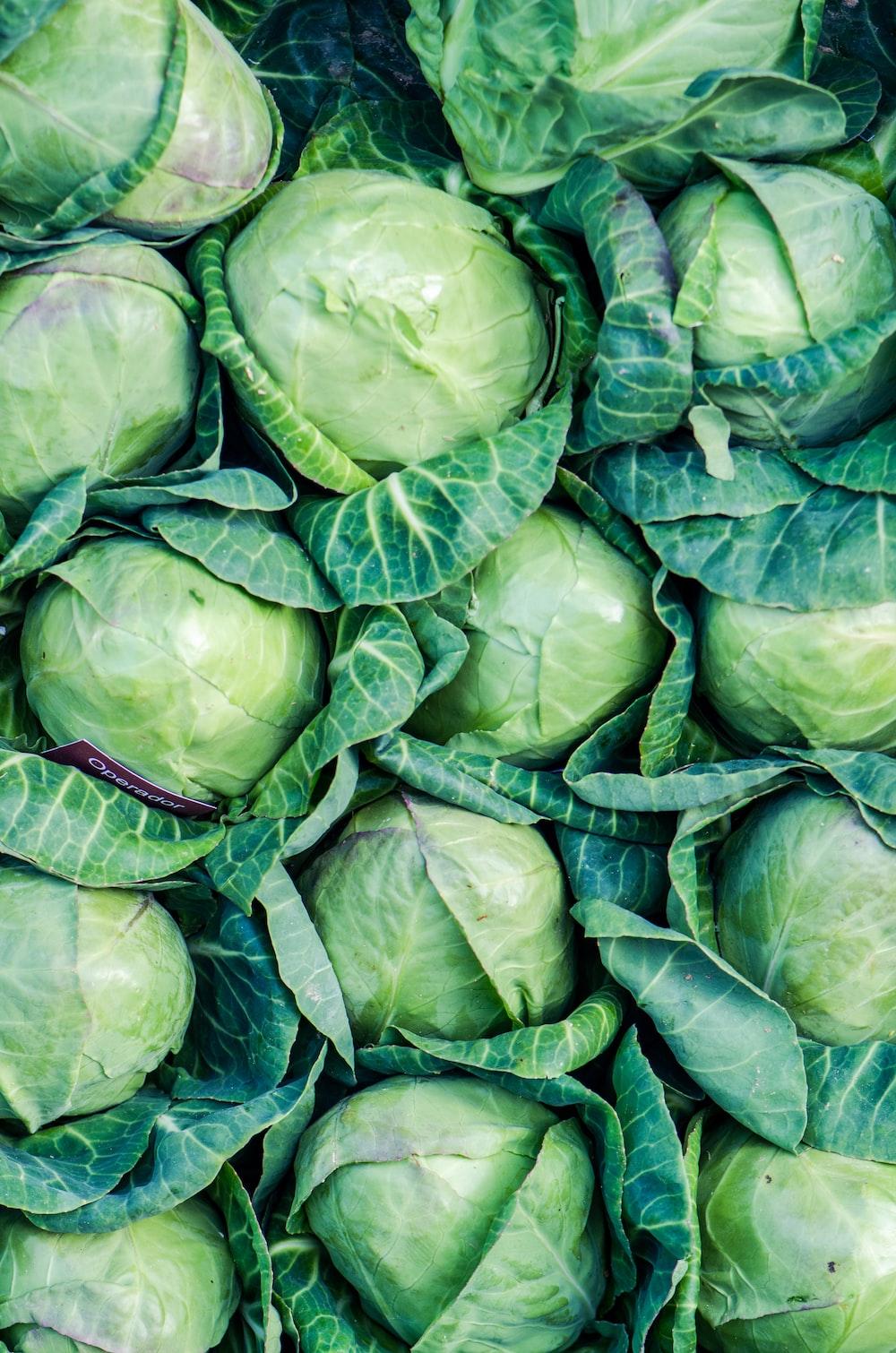 Cabbage Wallpapers - Top Free Cabbage Backgrounds - WallpaperAccess