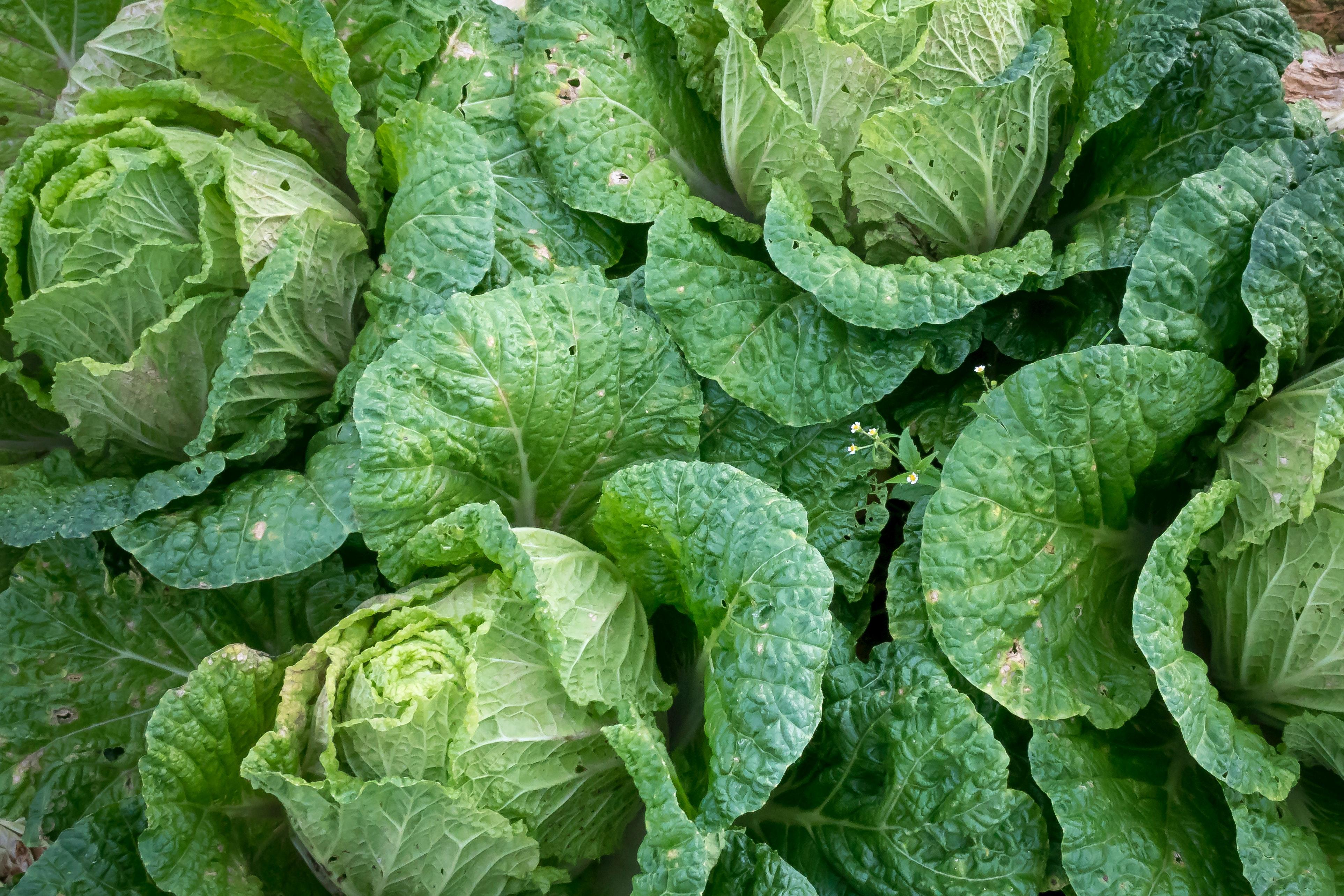Cabbage Wallpapers - Top Free Cabbage Backgrounds - WallpaperAccess