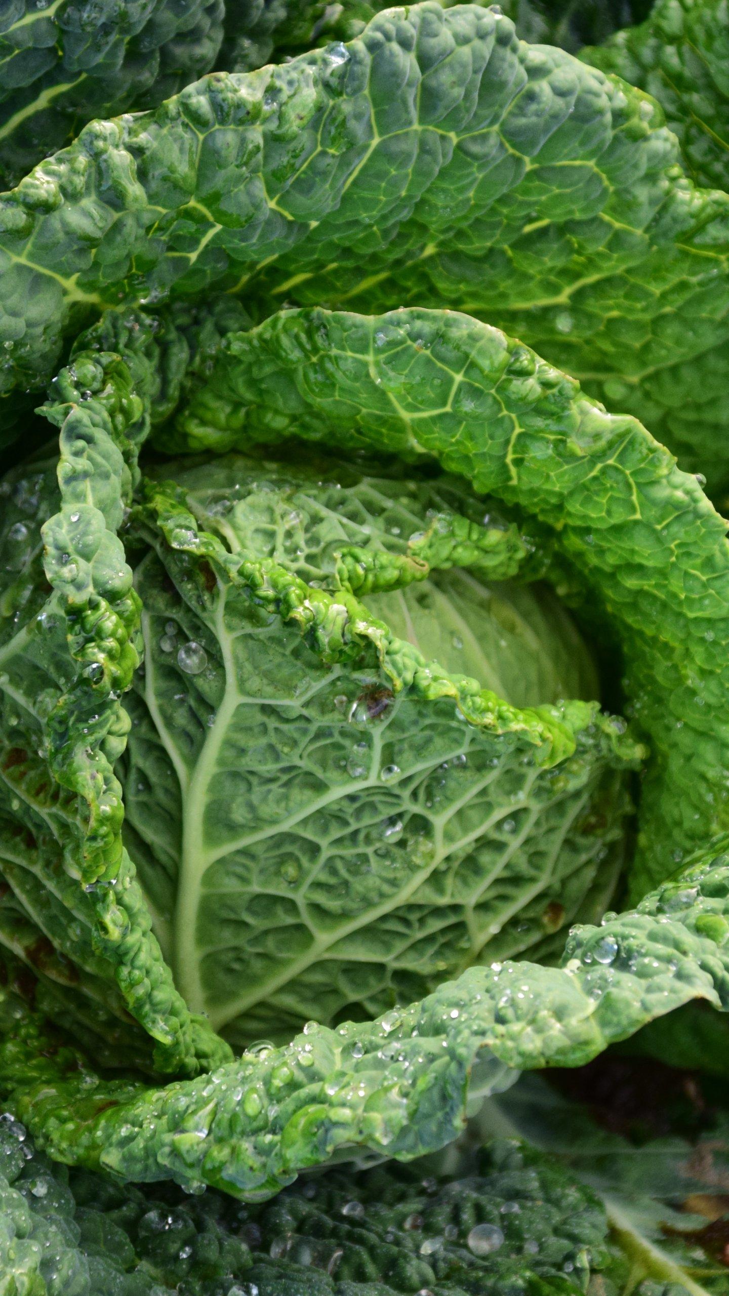 Cabbage Wallpapers - Top Free Cabbage Backgrounds - WallpaperAccess