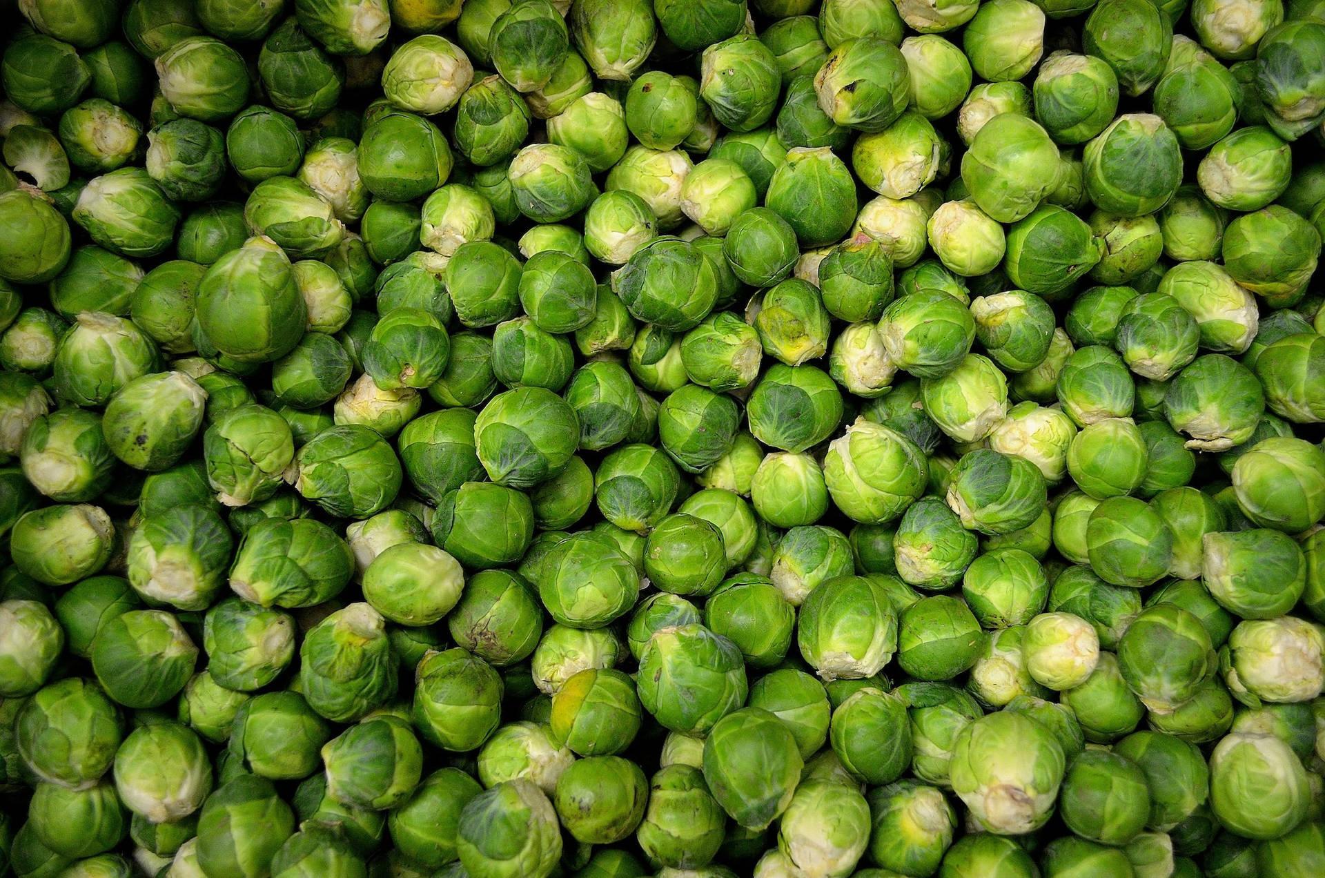Cabbage Wallpapers - Top Free Cabbage Backgrounds - WallpaperAccess