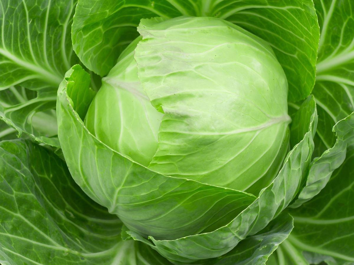 Cabbage Wallpapers - Top Free Cabbage Backgrounds - WallpaperAccess