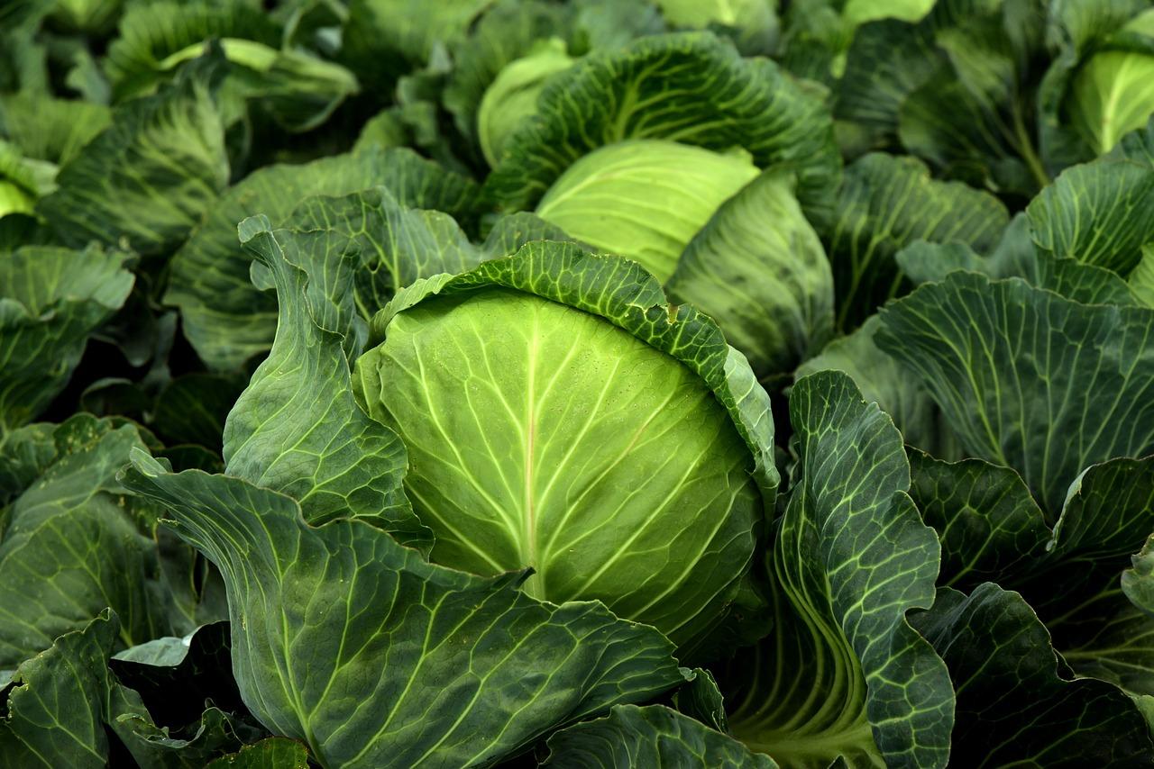 Cabbage Wallpapers - Top Free Cabbage Backgrounds - WallpaperAccess
