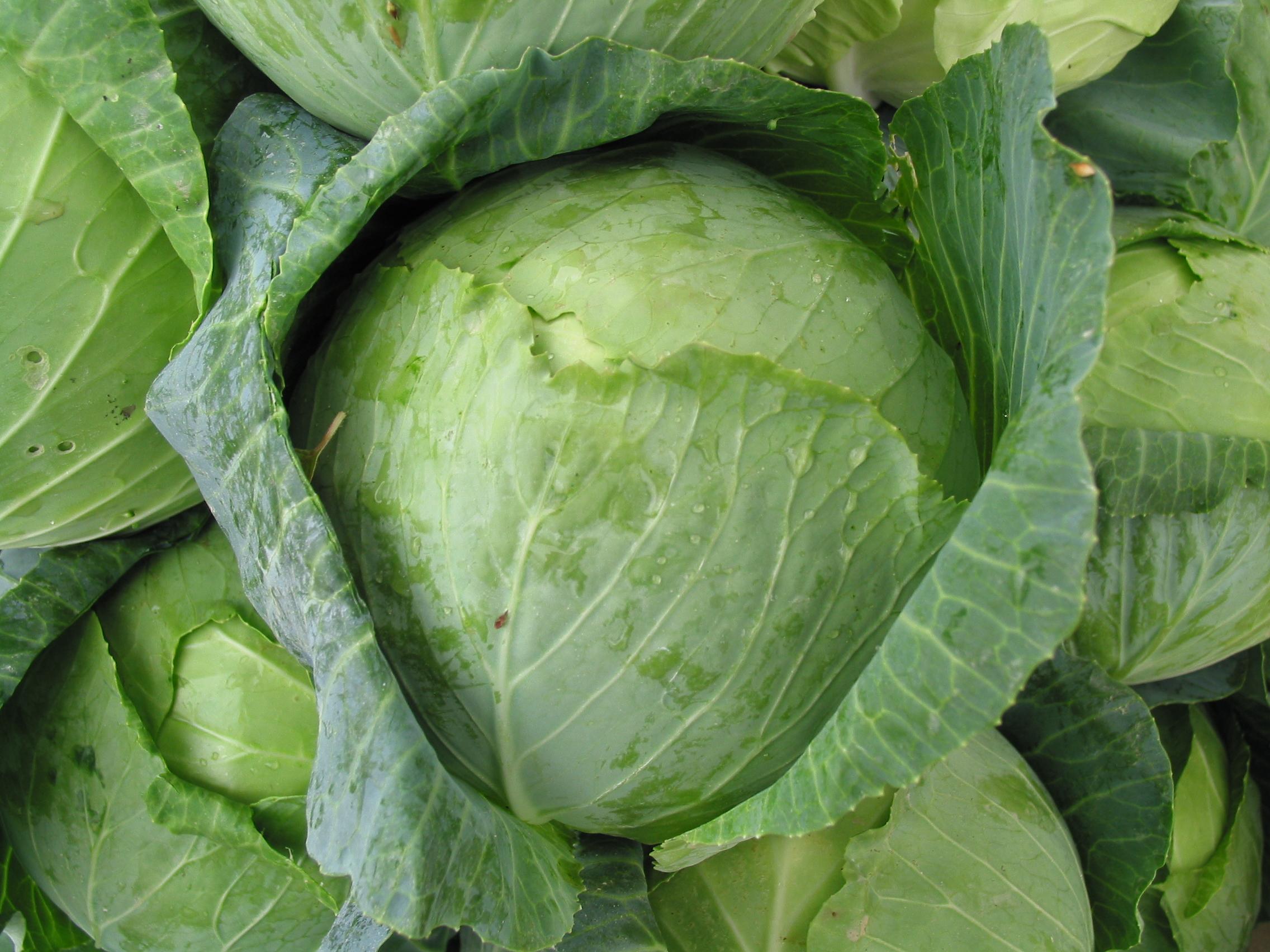 Cabbage Wallpapers - Top Free Cabbage Backgrounds - WallpaperAccess
