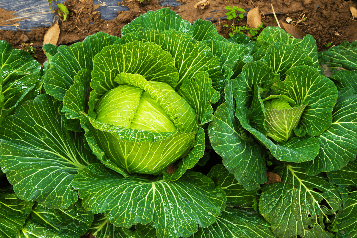 Cabbage Wallpapers - Top Free Cabbage Backgrounds - WallpaperAccess