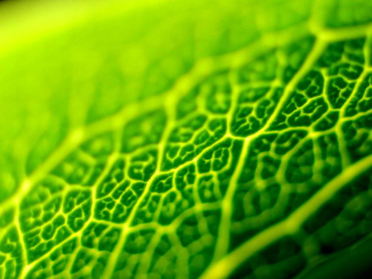 Cabbage Wallpapers - Top Free Cabbage Backgrounds - WallpaperAccess