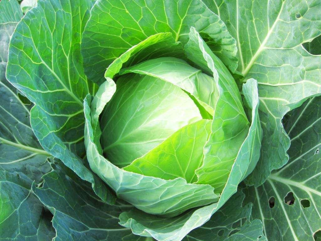 Cabbage Wallpapers - Top Free Cabbage Backgrounds - WallpaperAccess