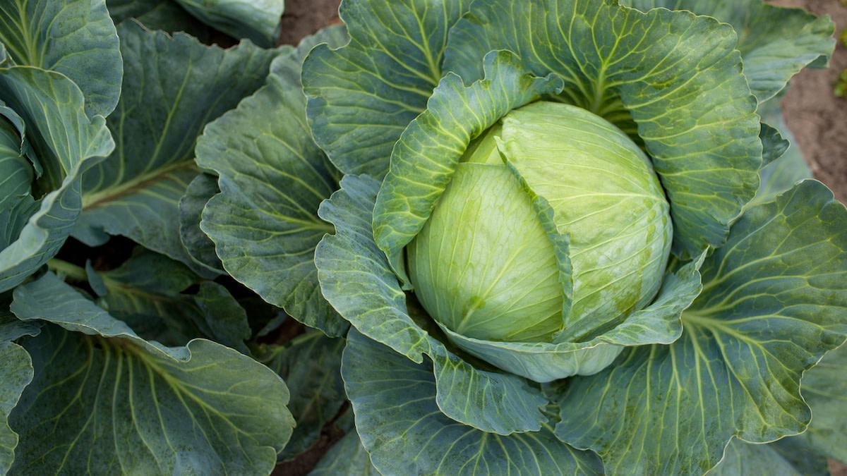 Cabbage Wallpapers - Top Free Cabbage Backgrounds - WallpaperAccess