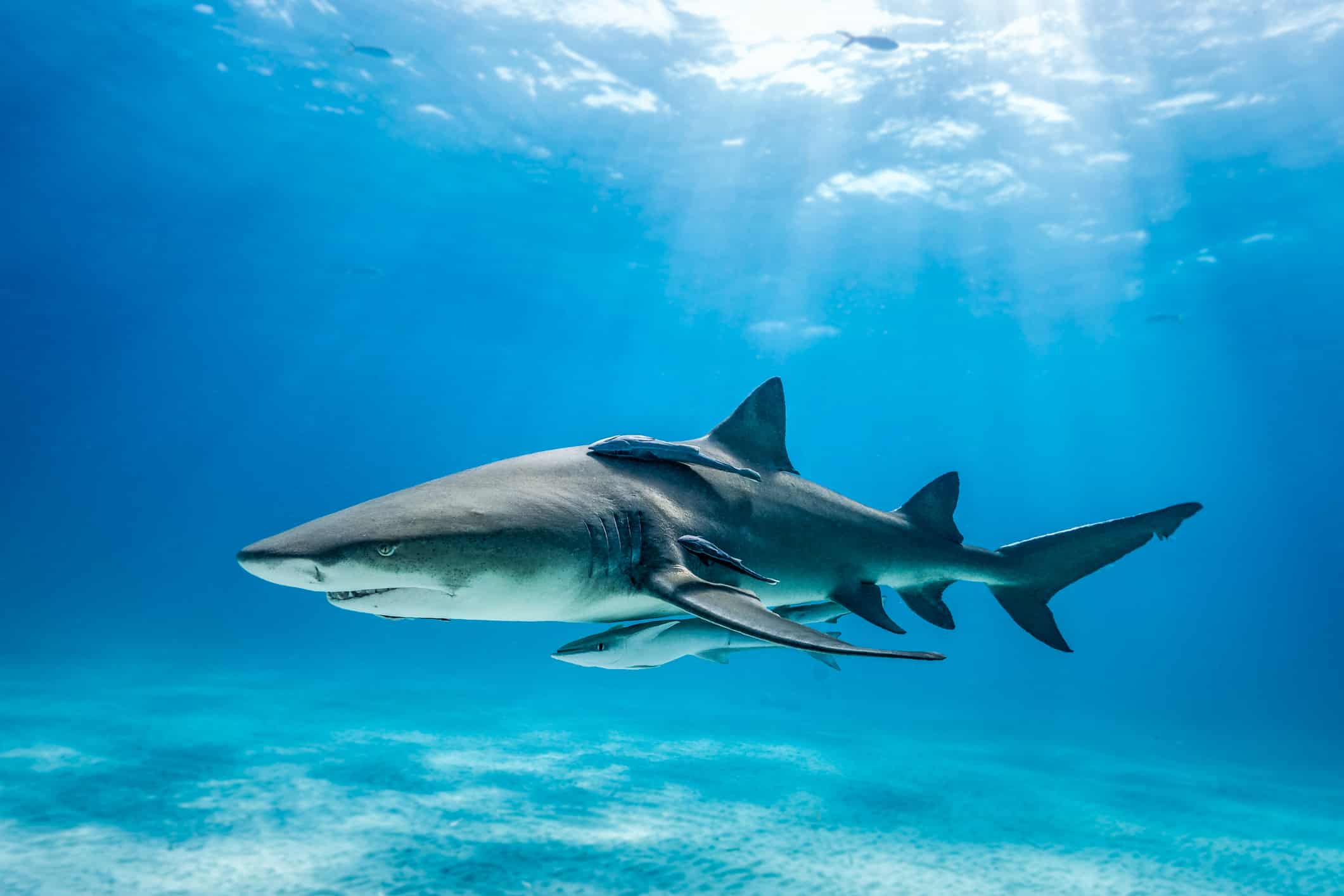 Lemon Shark Wallpapers - Top Free Lemon Shark Backgrounds - WallpaperAccess