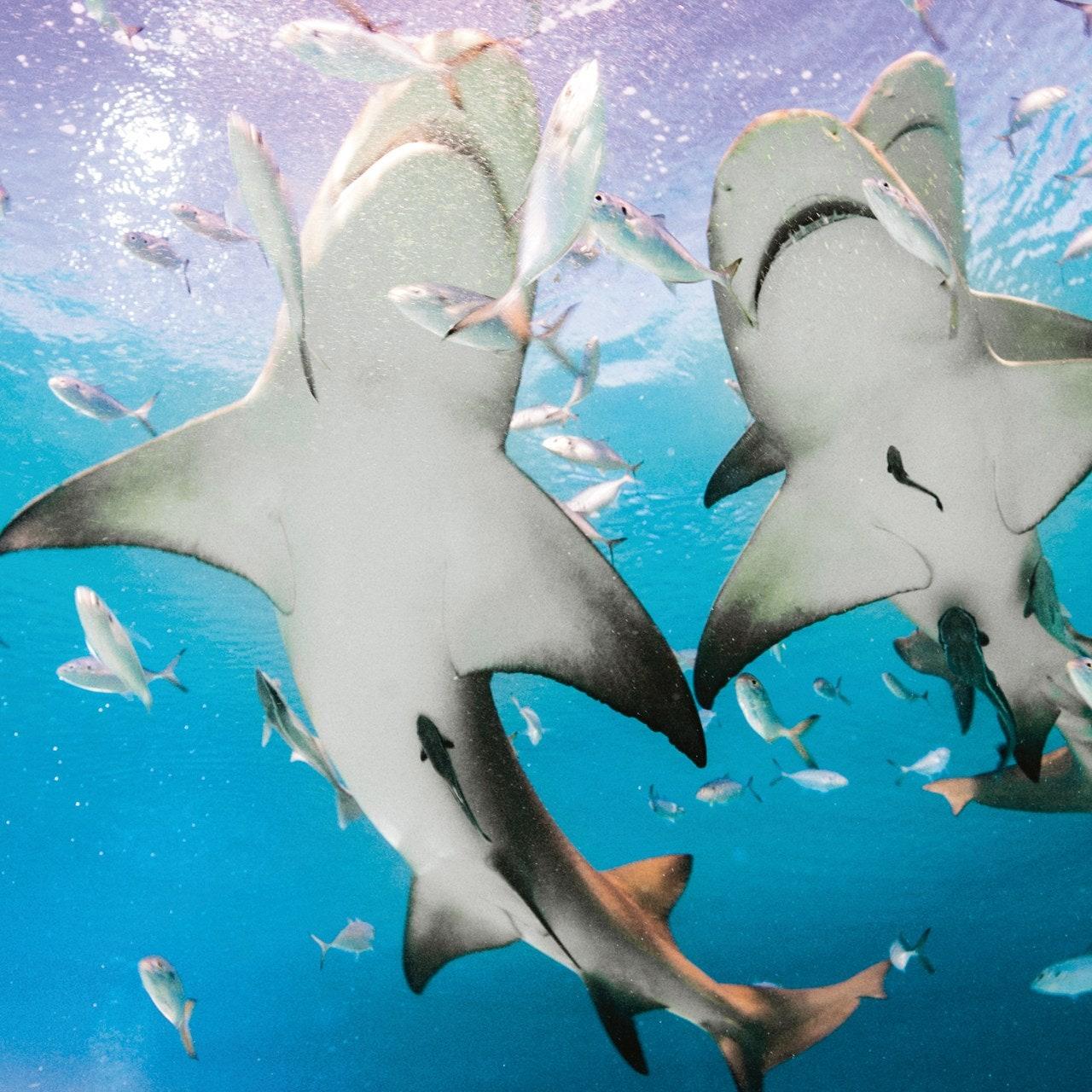 Lemon Shark Wallpapers - Top Free Lemon Shark Backgrounds - WallpaperAccess