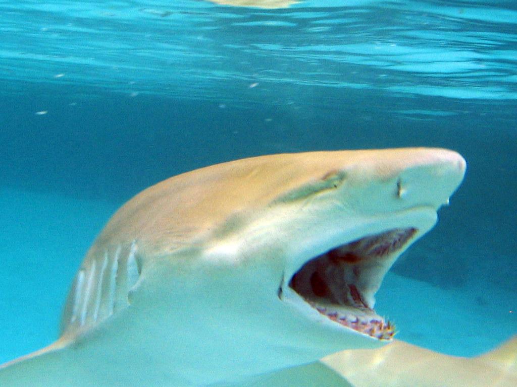Lemon Shark Wallpapers - Top Free Lemon Shark Backgrounds - WallpaperAccess