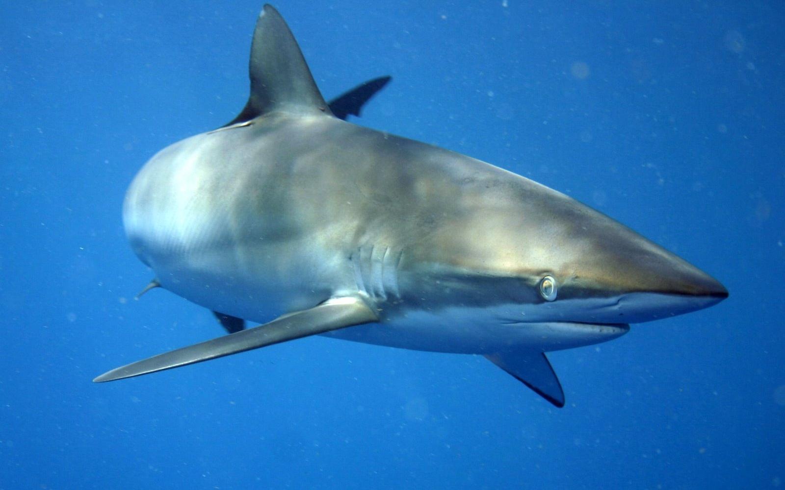 Lemon Shark Wallpapers - Top Free Lemon Shark Backgrounds - WallpaperAccess