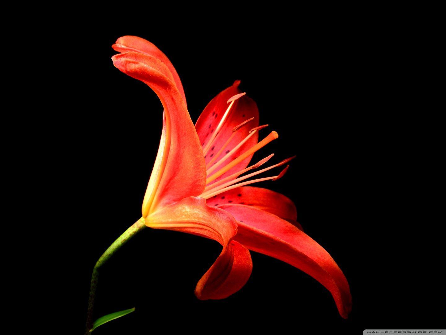 Space Flower Wallpapers - Top Free Space Flower Backgrounds ...