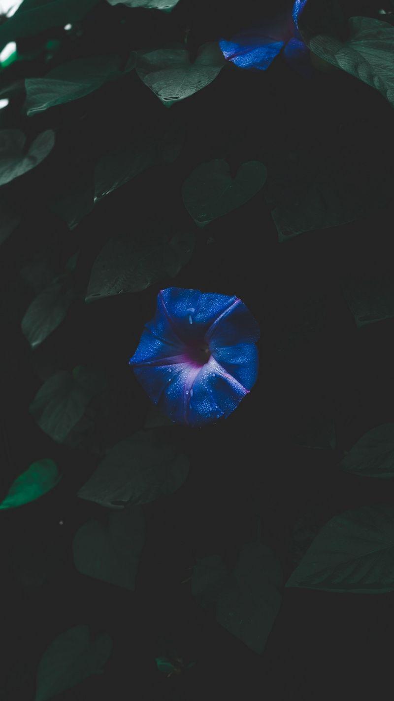 Space Flower Wallpapers - Top Free Space Flower Backgrounds ...