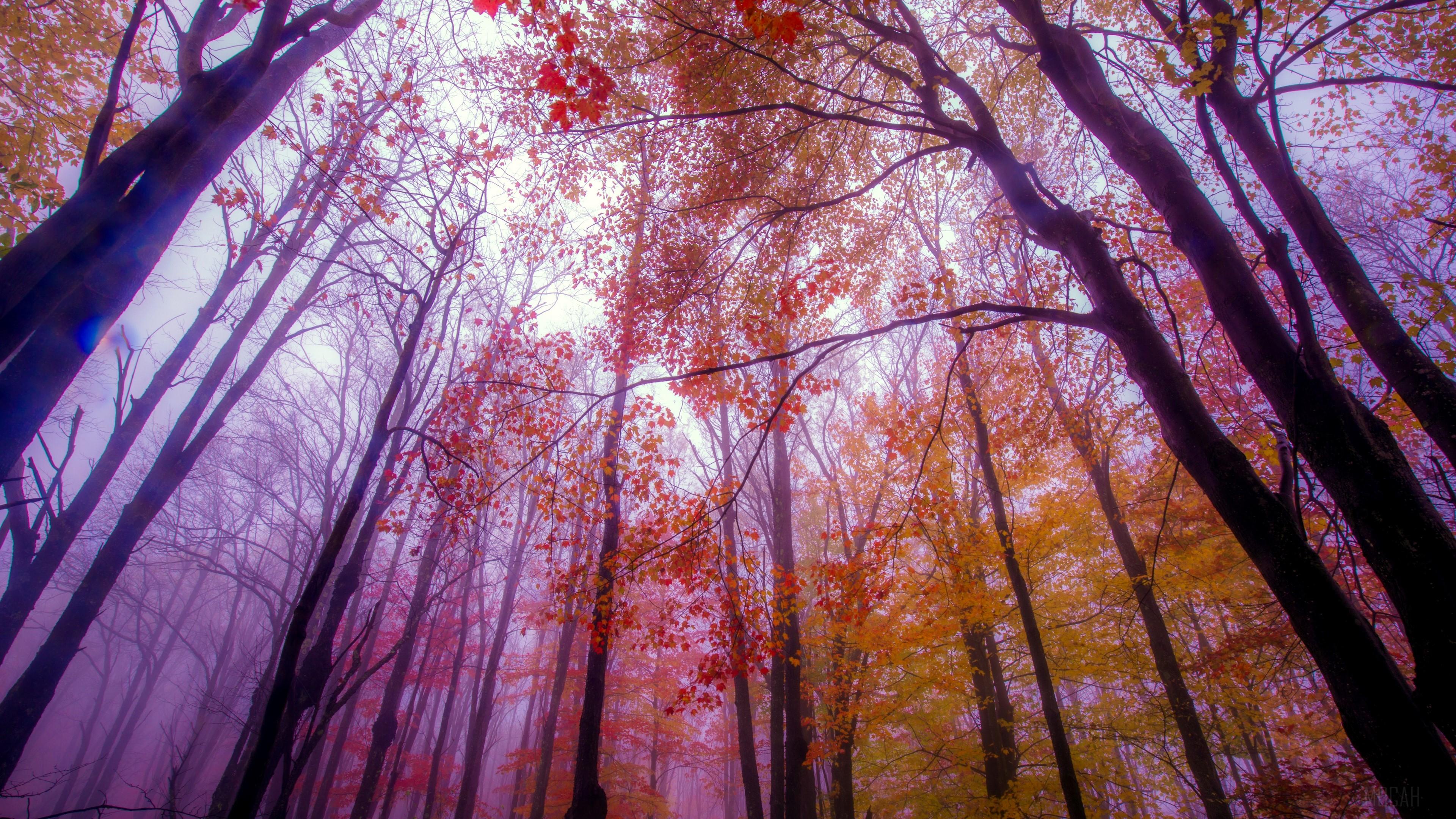 Canopy Wallpapers - Top Free Canopy Backgrounds - WallpaperAccess