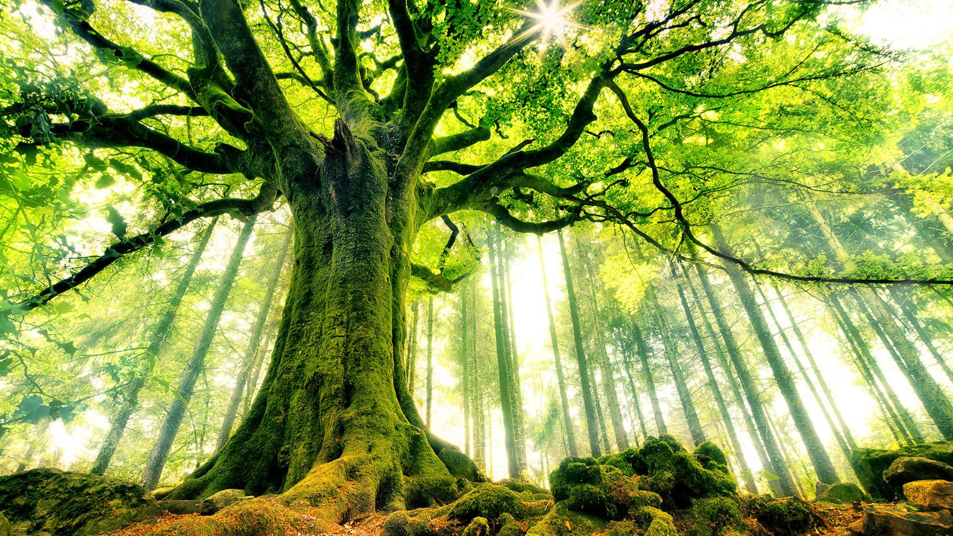 Canopy Wallpapers - Top Free Canopy Backgrounds - WallpaperAccess