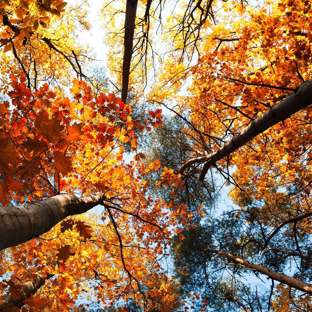 Canopy Wallpapers - Top Free Canopy Backgrounds - WallpaperAccess