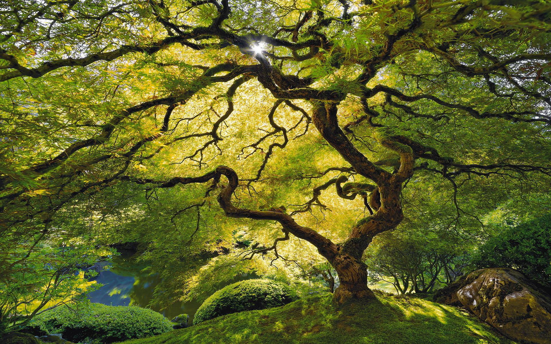 Canopy Wallpapers - Top Free Canopy Backgrounds - WallpaperAccess