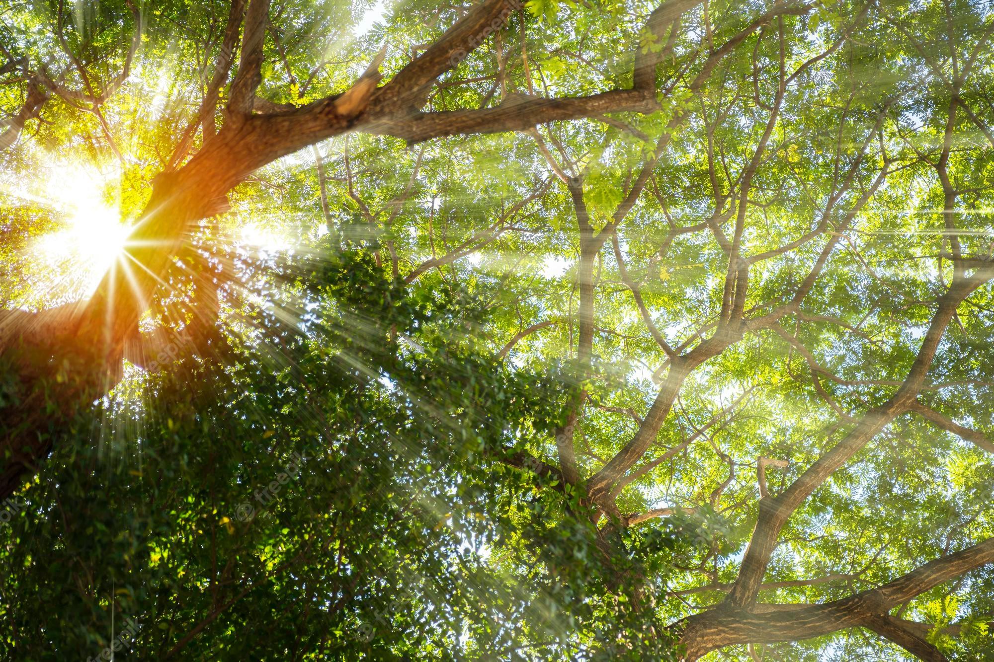 Canopy Wallpapers - Top Free Canopy Backgrounds - WallpaperAccess