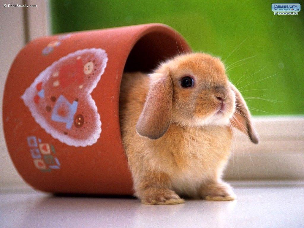 Cute Bunny Desktop Wallpapers - Top Free Cute Bunny Desktop Backgrounds ...