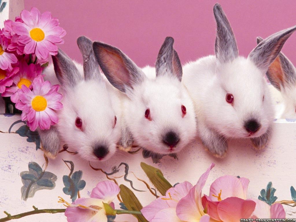 Cute Bunny Desktop Wallpapers - Top Free Cute Bunny Desktop Backgrounds ...