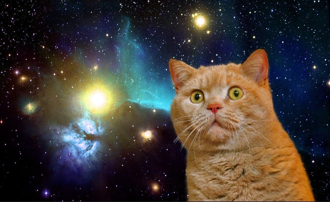 Cool Space Cat Wallpapers - Top Free Cool Space Cat Backgrounds ...