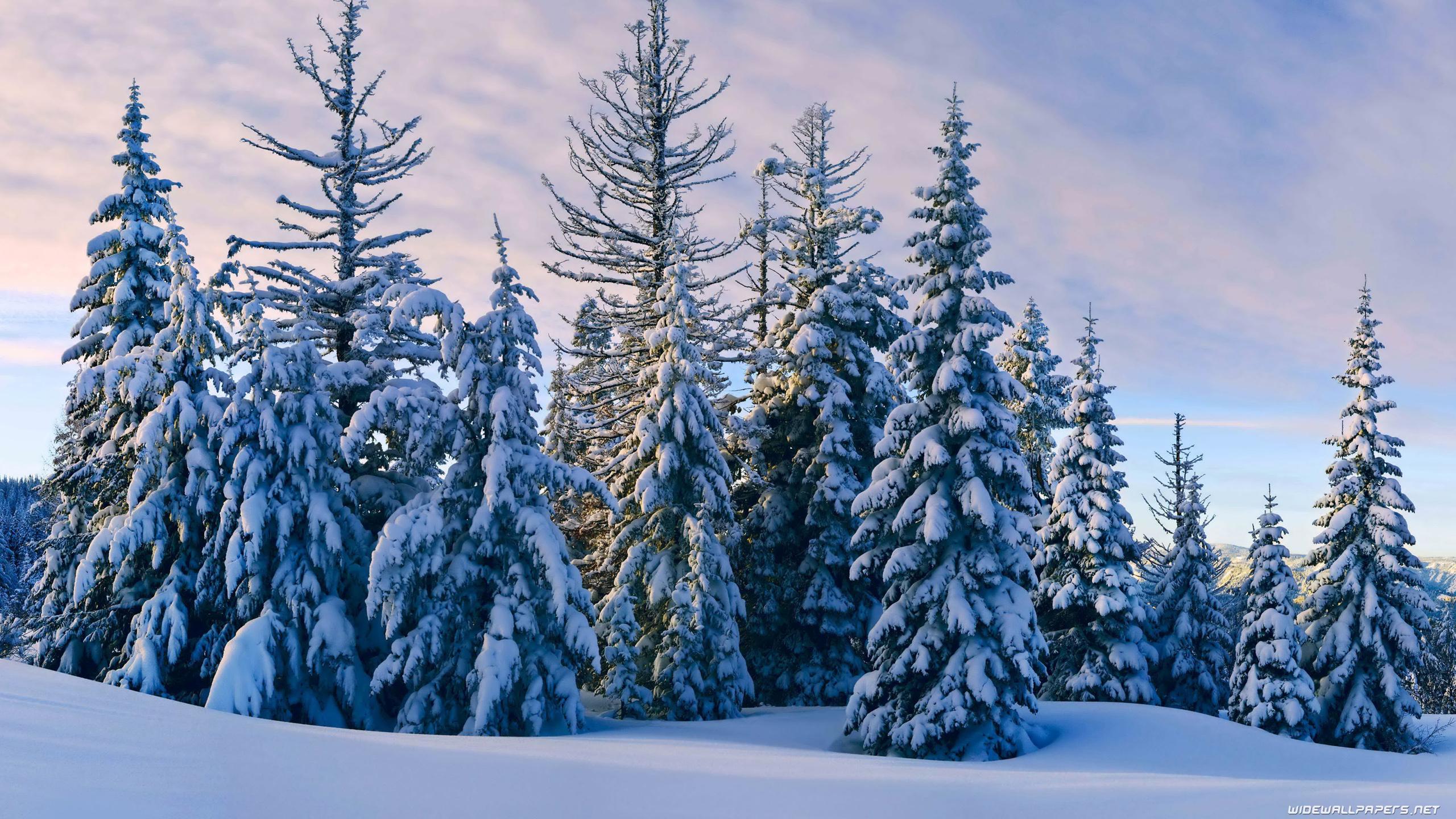 Beautiful Winter Desktop Wallpapers - Top Free Beautiful Winter Desktop ...