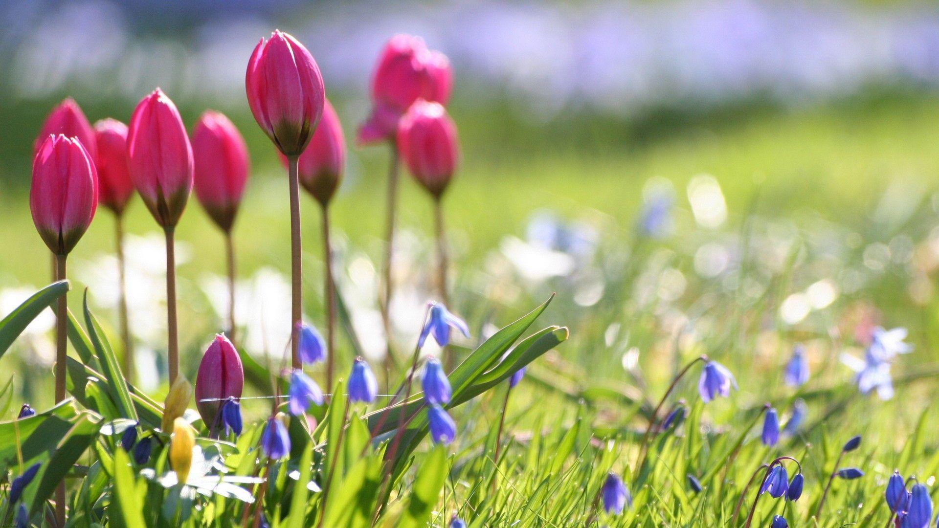 1920X1080 Beautiful Spring Flower Wallpapers - Top Free 1920X1080 ...