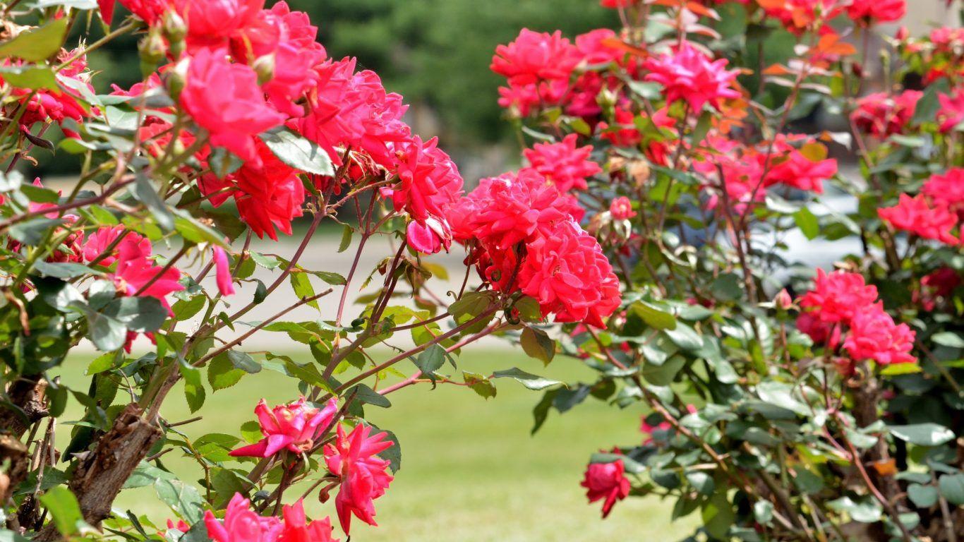 Scenic Flower Wallpapers - Top Free Scenic Flower Backgrounds ...