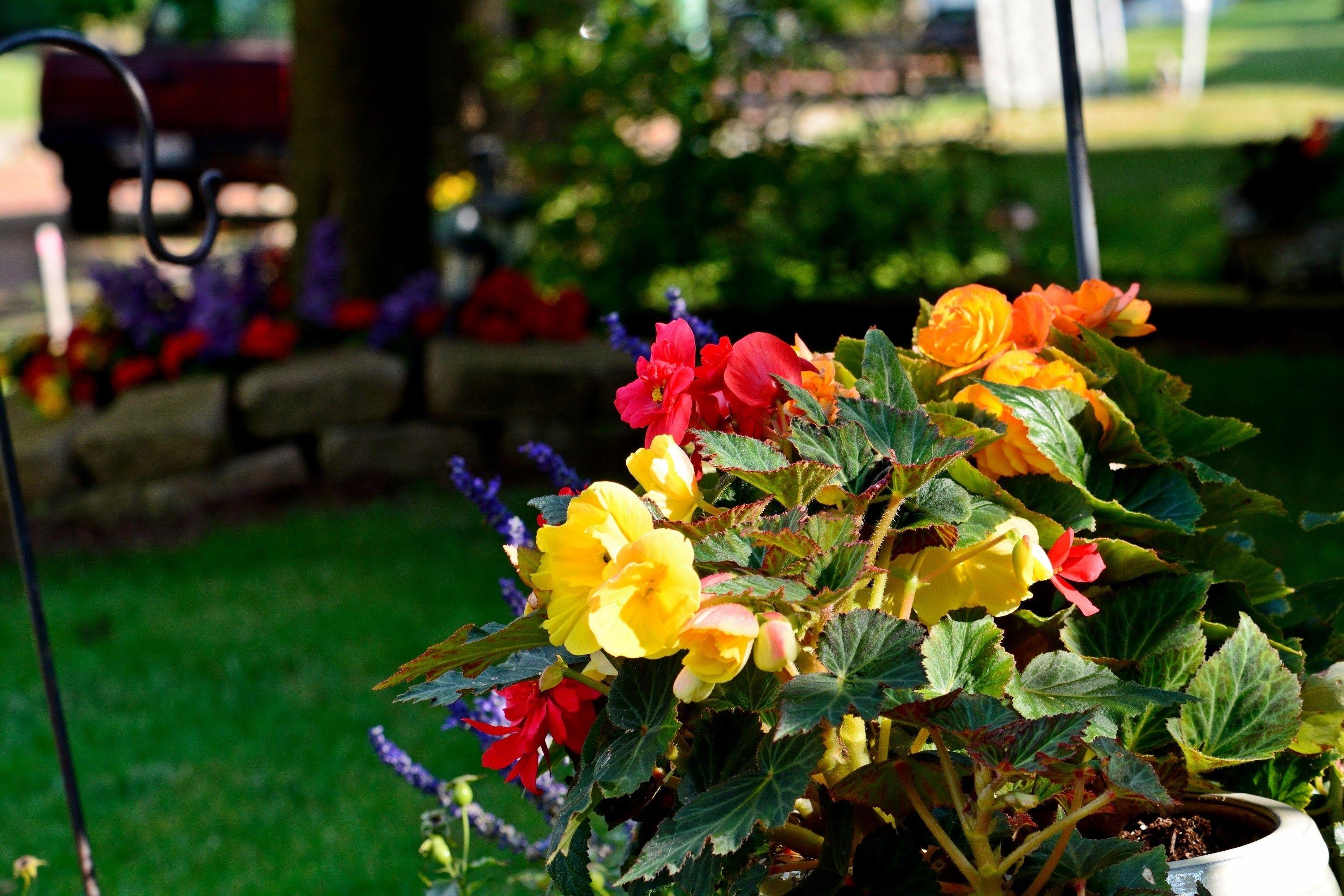 Scenic Flower Wallpapers - Top Free Scenic Flower Backgrounds ...