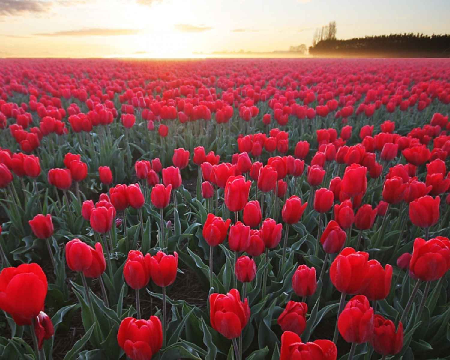 Scenic Flower Wallpapers - Top Free Scenic Flower Backgrounds ...