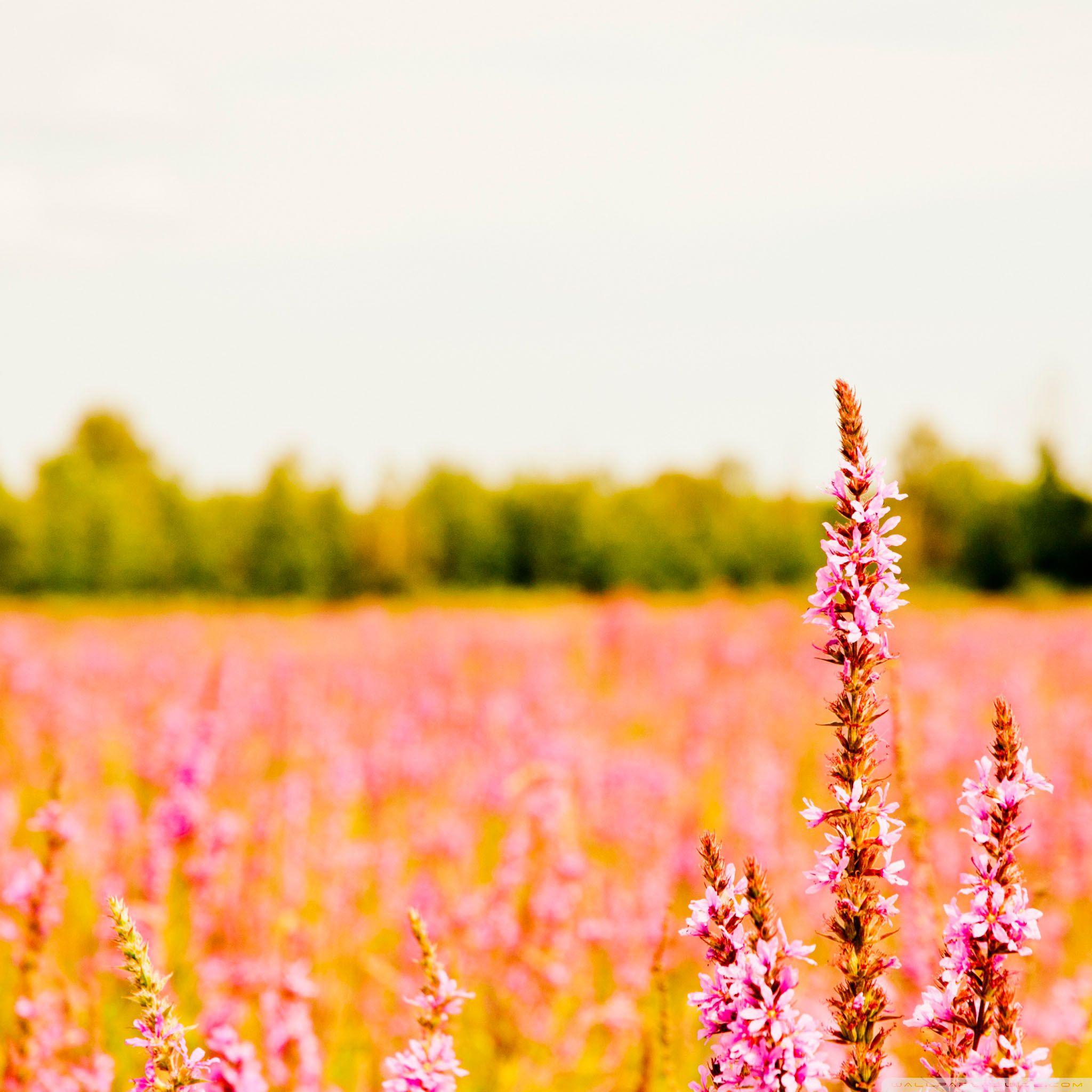 Scenic Flower Wallpapers - Top Free Scenic Flower Backgrounds ...