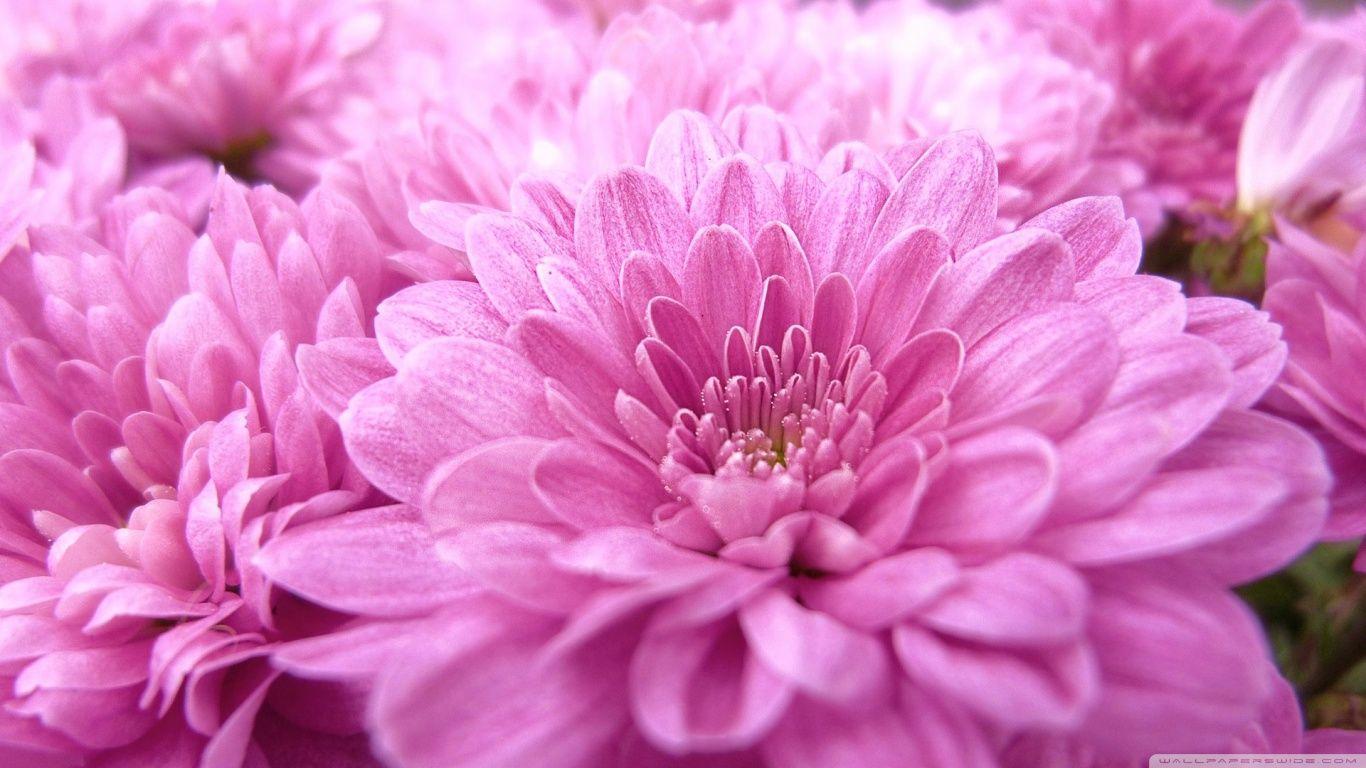 Scenic Flower Wallpapers - Top Free Scenic Flower Backgrounds ...