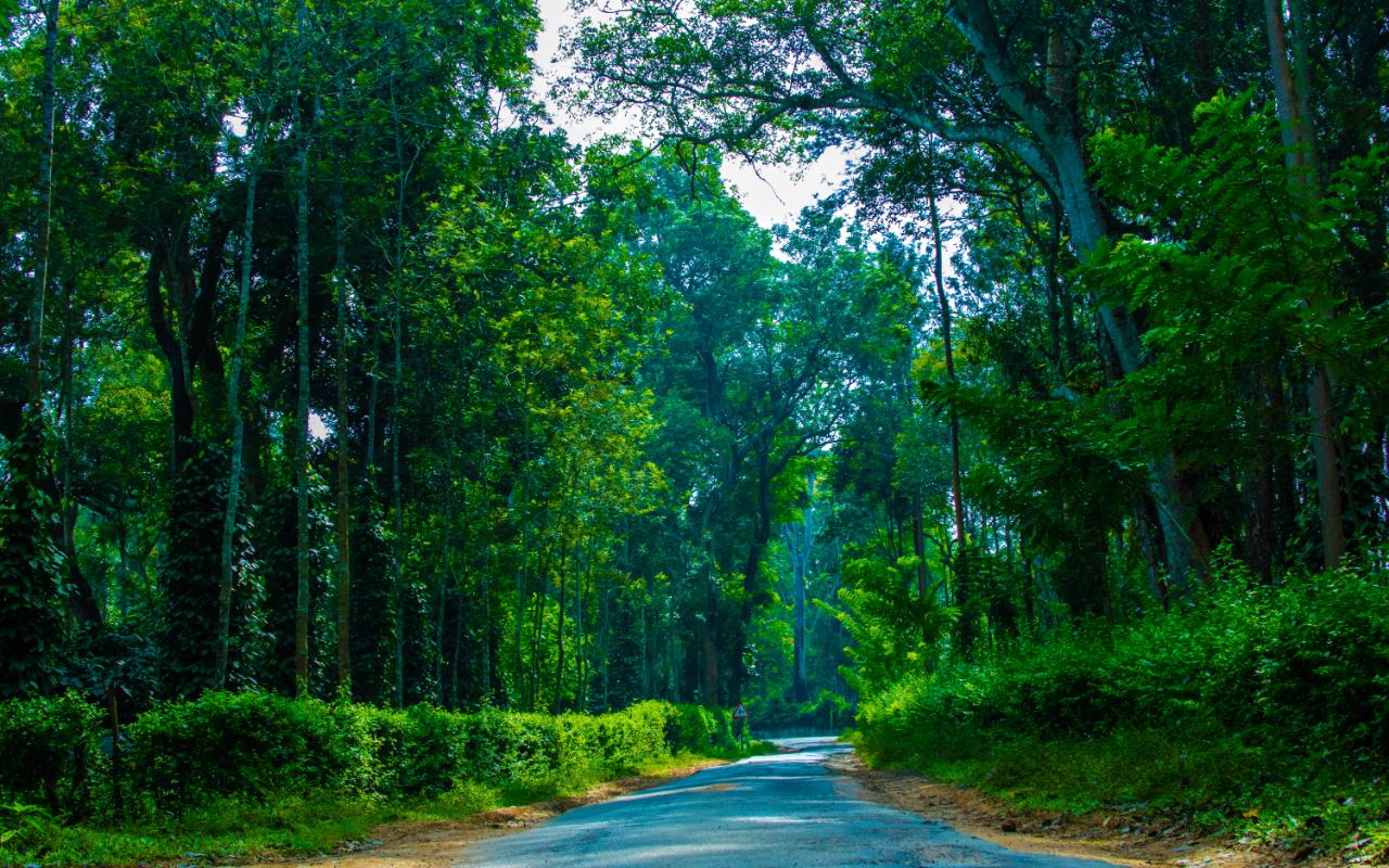 Coorg Wallpapers - Top Free Coorg Backgrounds - WallpaperAccess