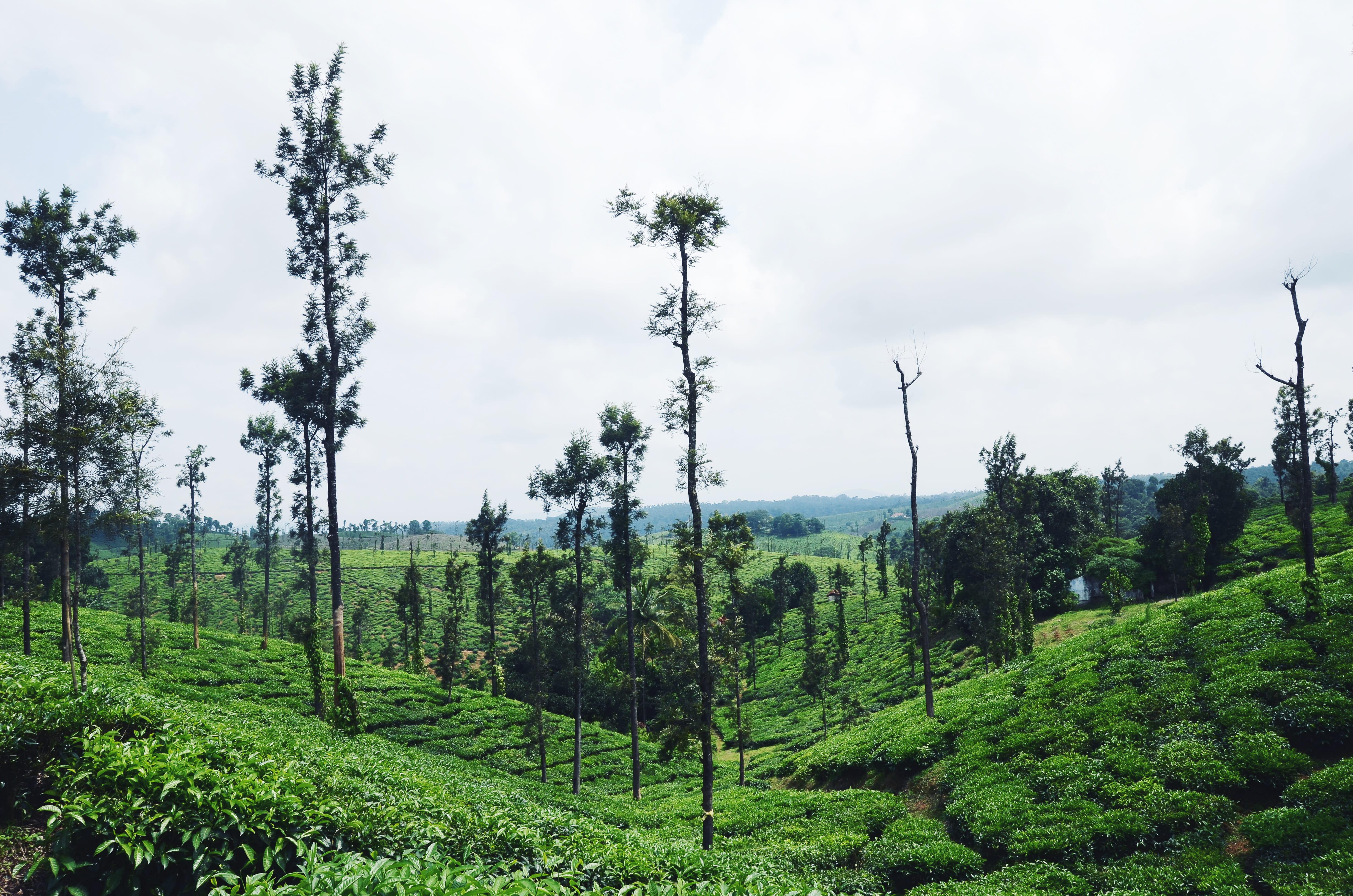 Coorg Wallpapers - Top Free Coorg Backgrounds - WallpaperAccess