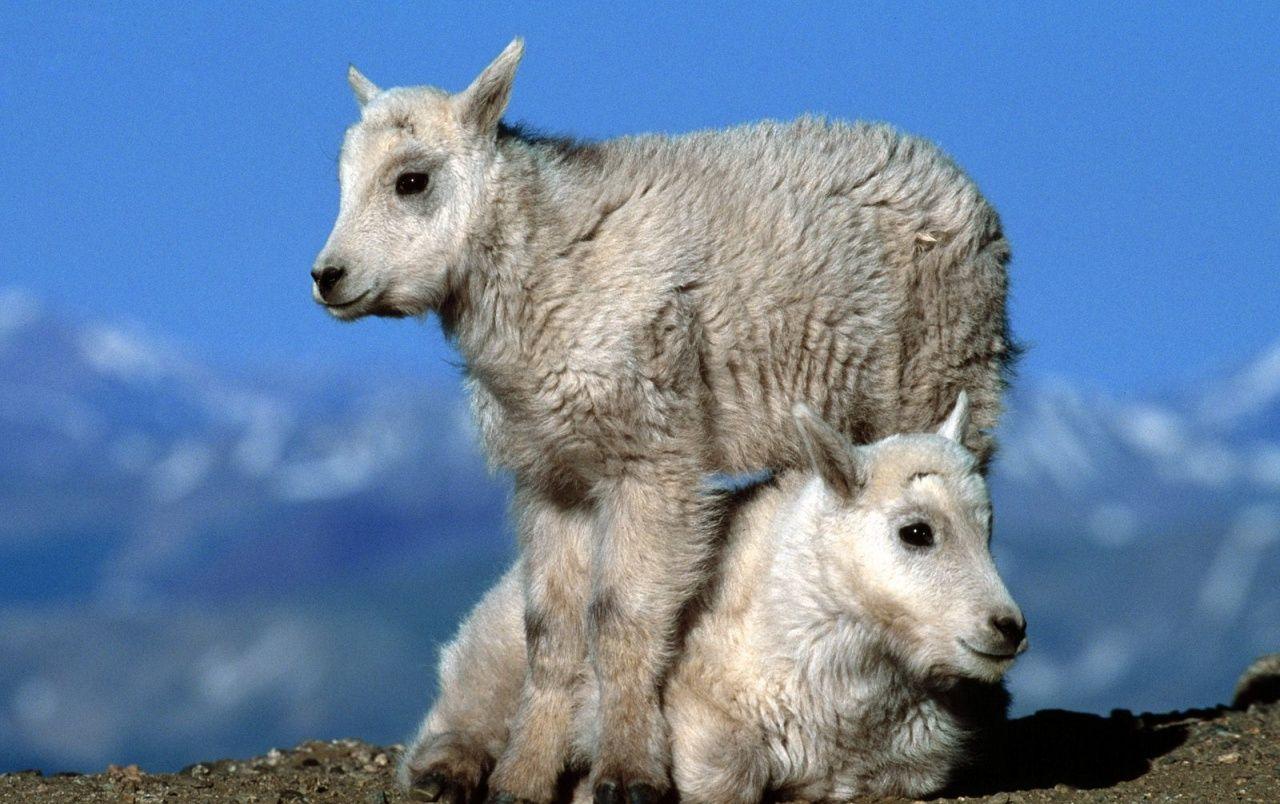 Cute Goat Desktop Wallpapers - Top Free Cute Goat Desktop Backgrounds ...