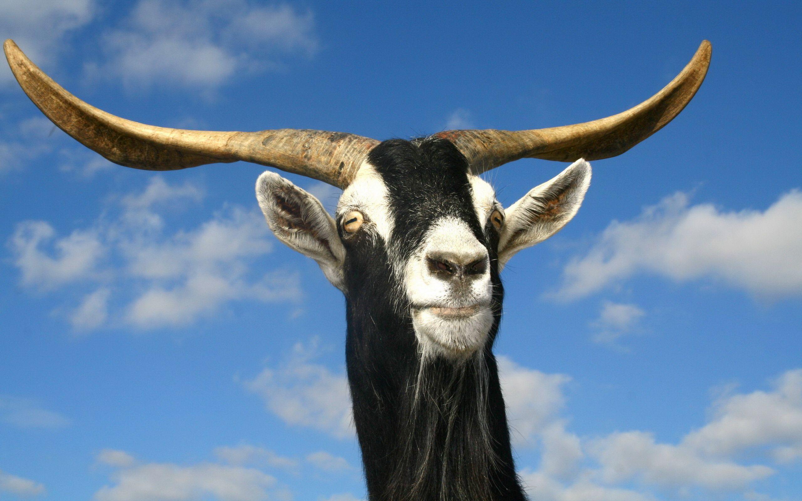 Cute Goat Desktop Wallpapers - Top Free Cute Goat Desktop Backgrounds ...