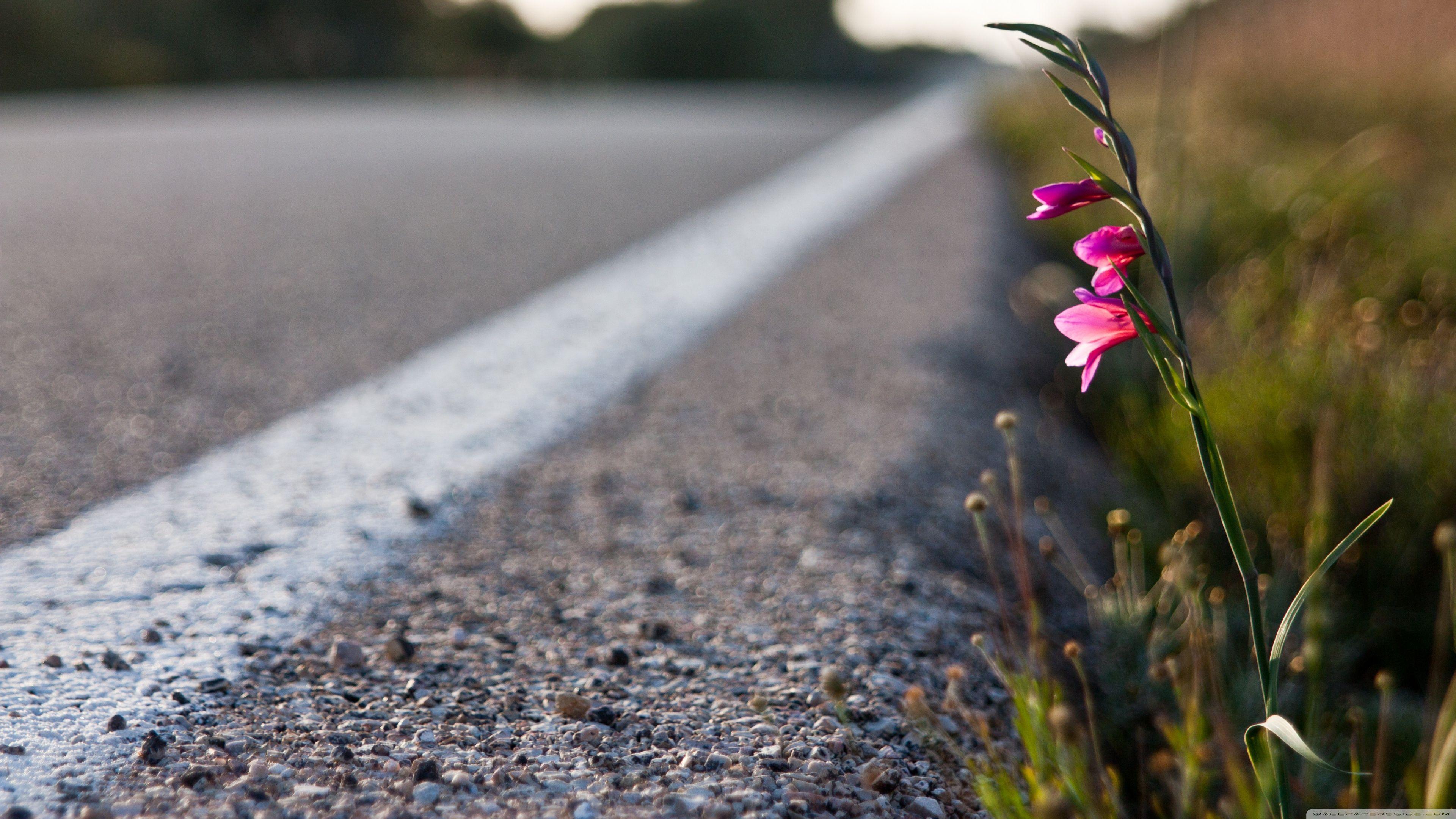 Roadside Wallpapers - Top Free Roadside Backgrounds - WallpaperAccess