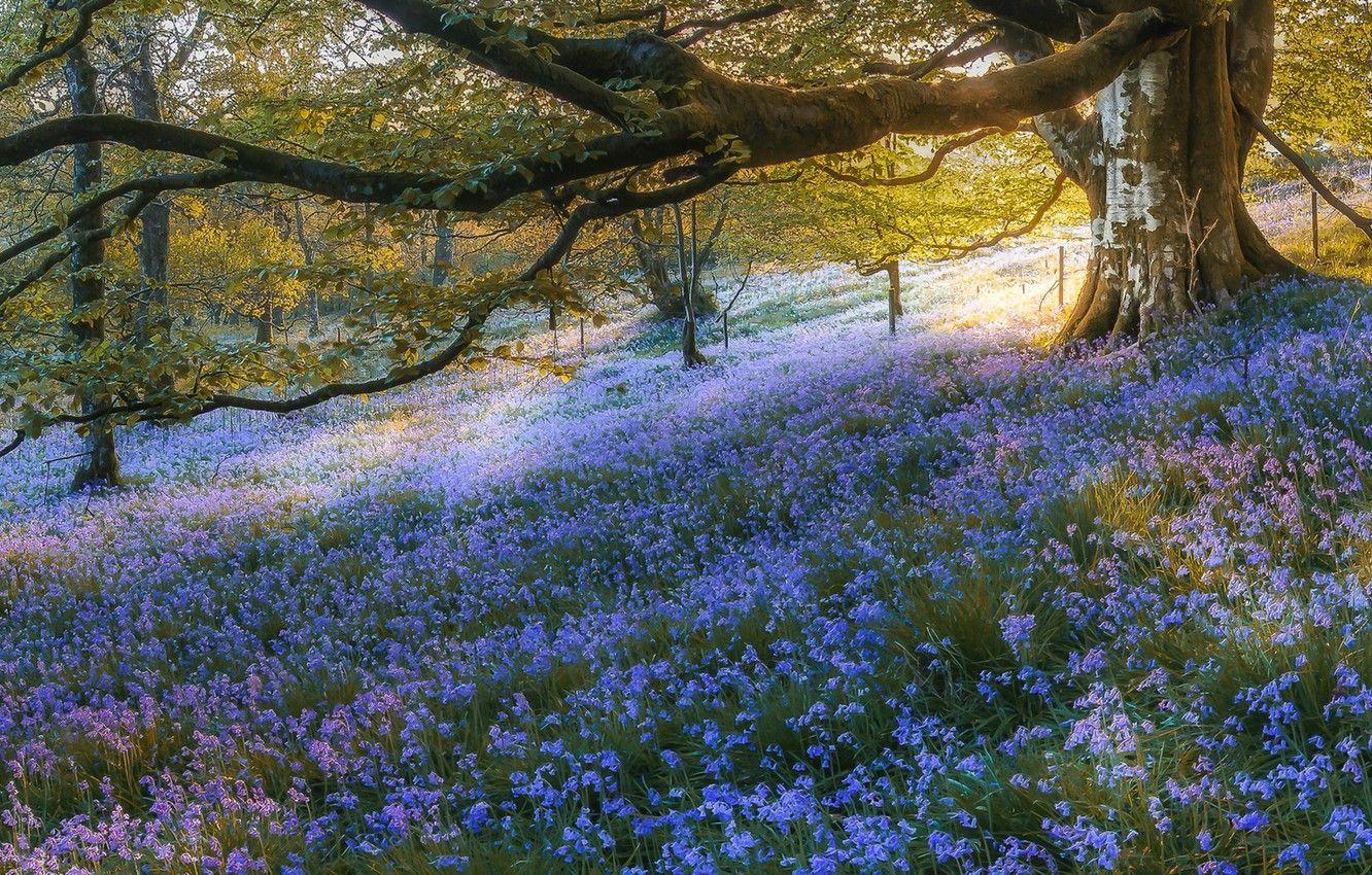 Bluebell Wallpapers - Top Free Bluebell Backgrounds - WallpaperAccess