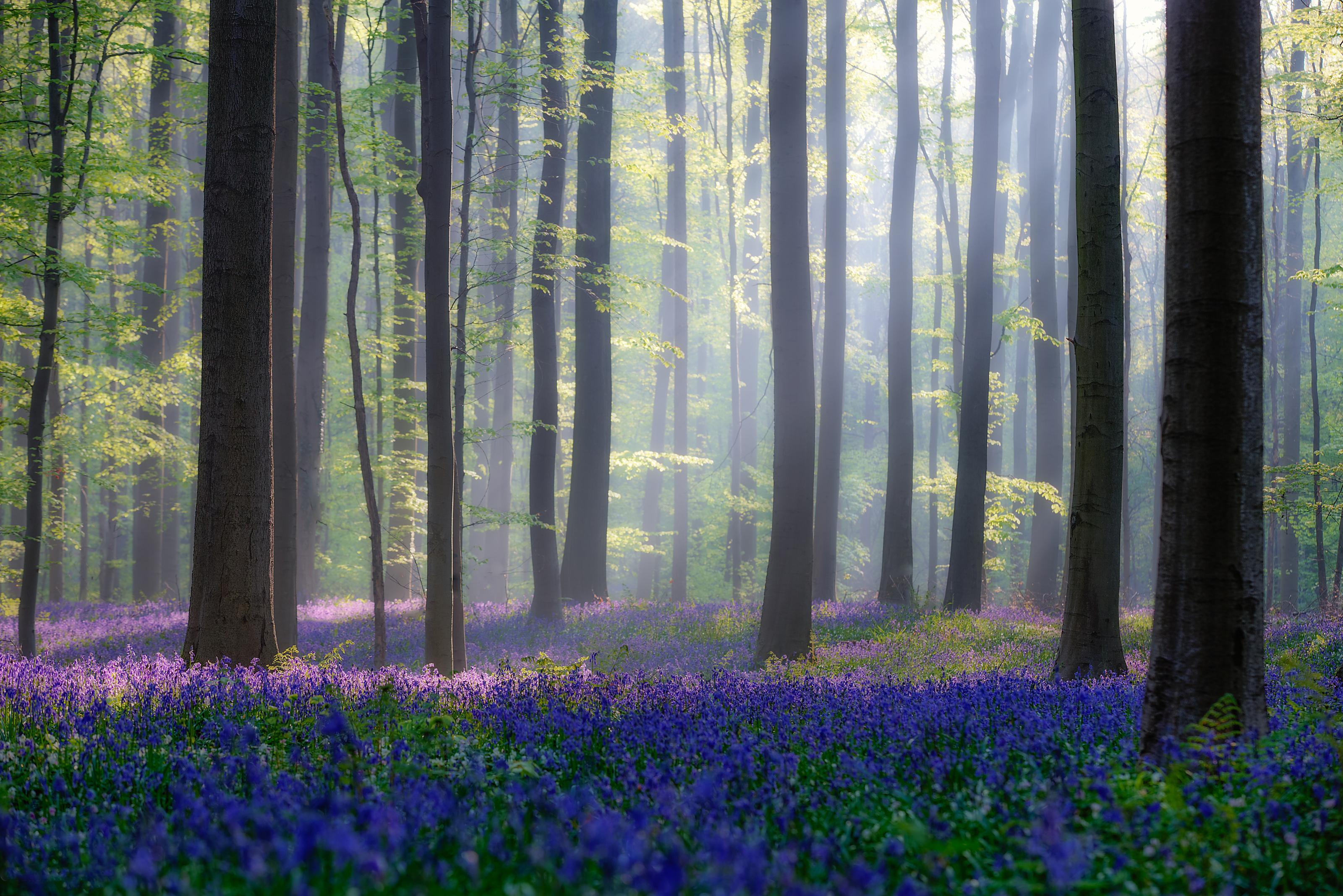 Bluebells Wallpapers - Top Free Bluebells Backgrounds - WallpaperAccess
