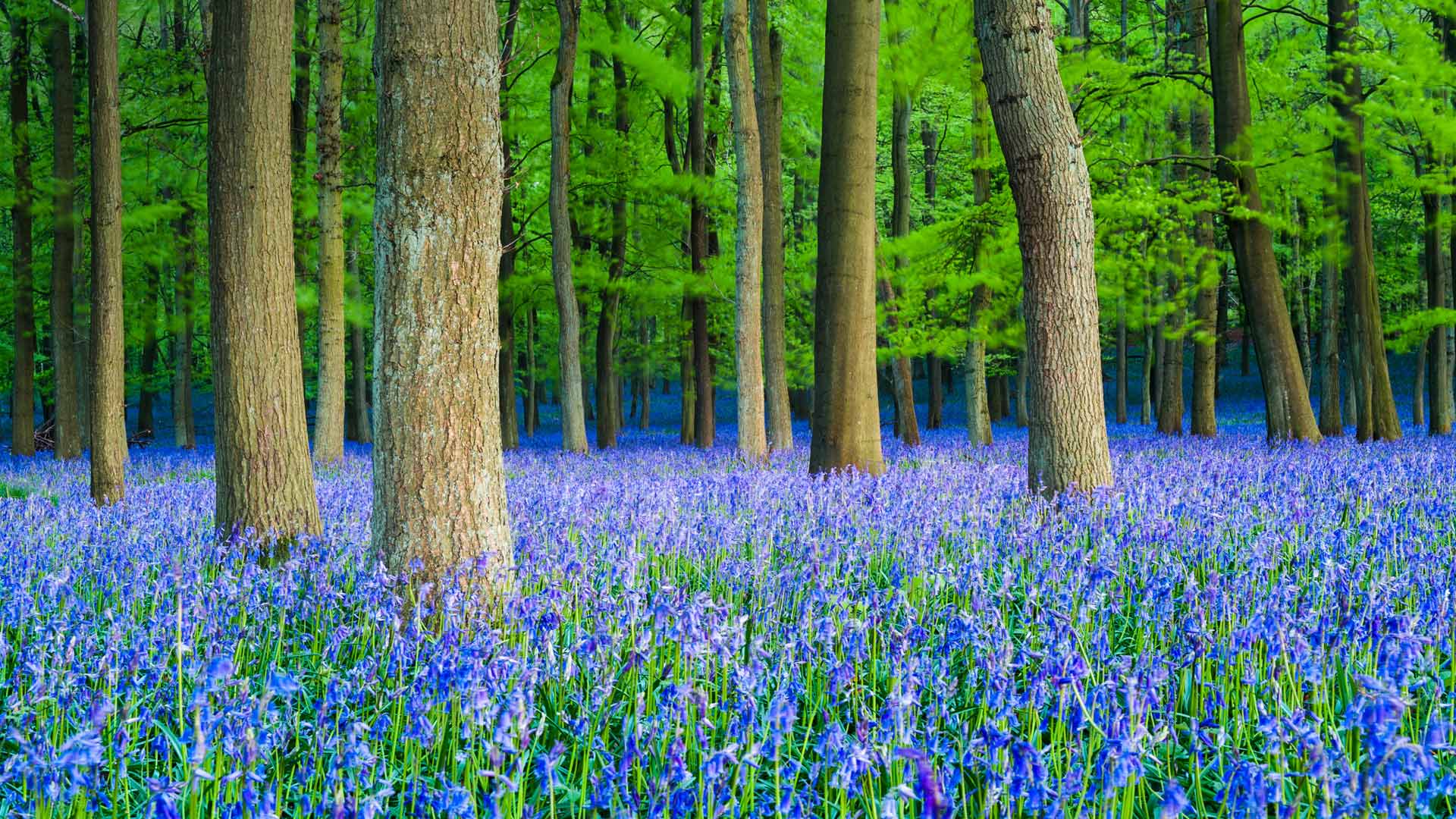 Bluebells Wallpapers - Top Free Bluebells Backgrounds - WallpaperAccess