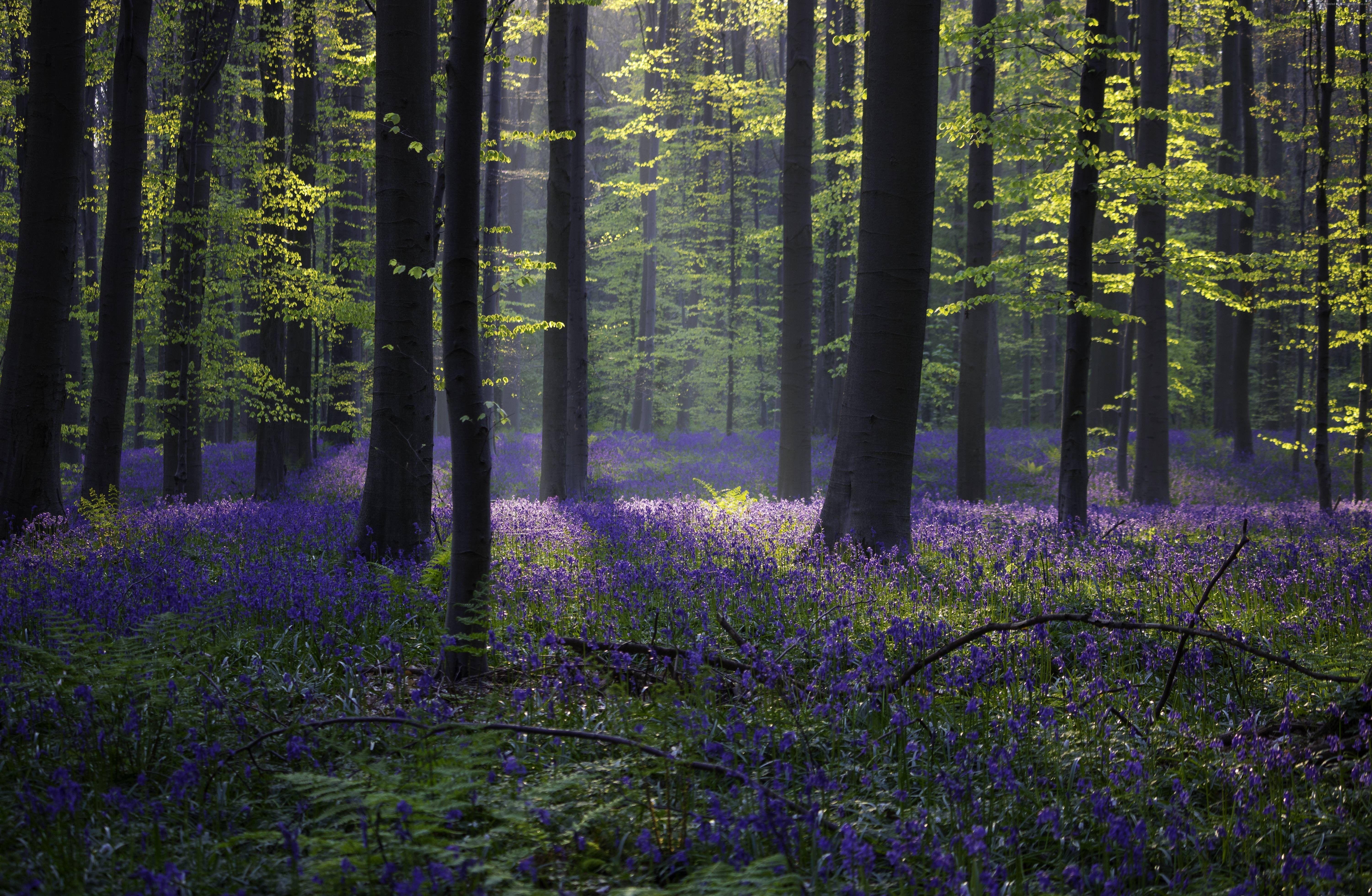 Bluebells Wallpapers - Top Free Bluebells Backgrounds - WallpaperAccess