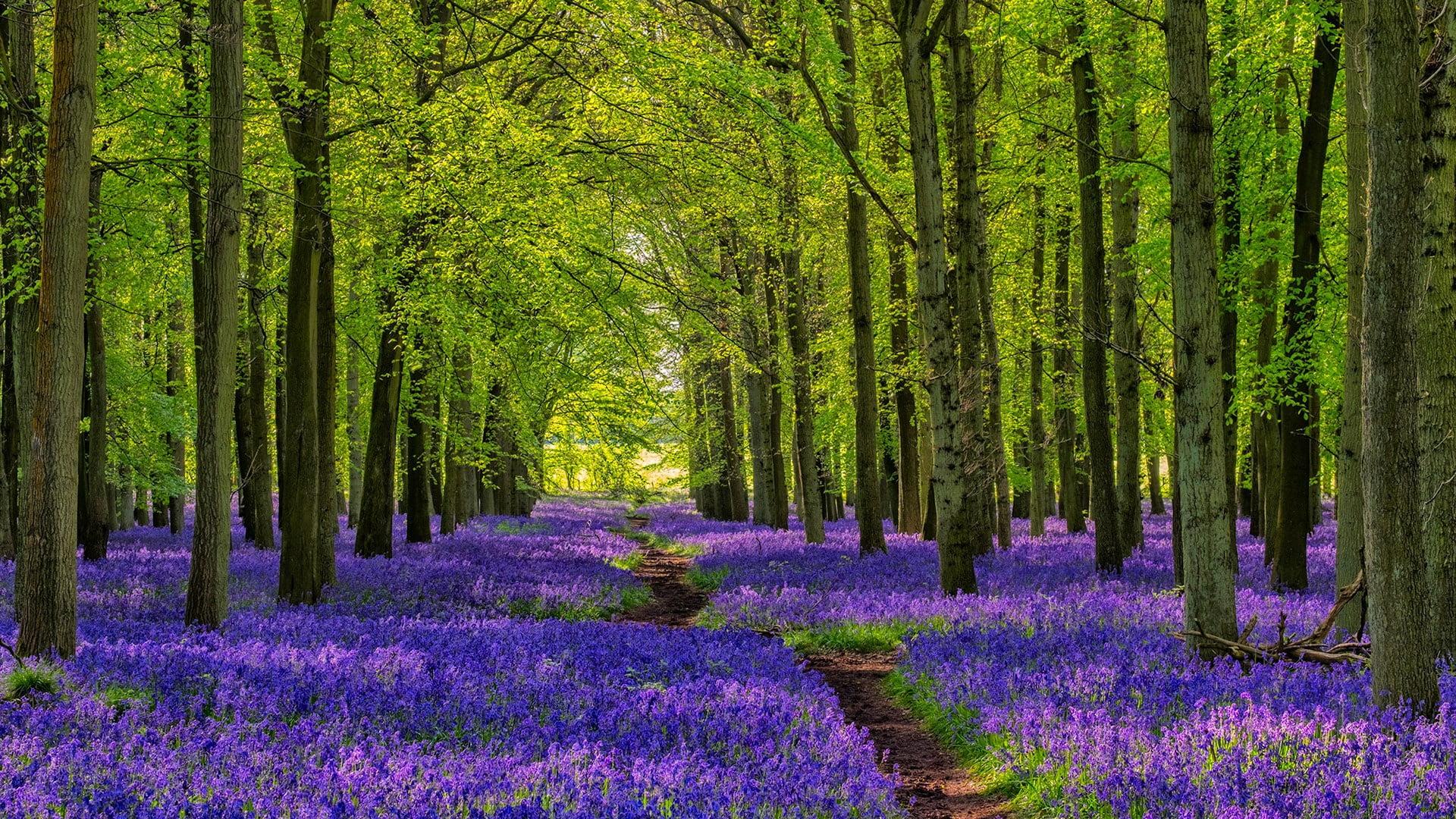 Bluebells Wallpapers - Top Free Bluebells Backgrounds - WallpaperAccess
